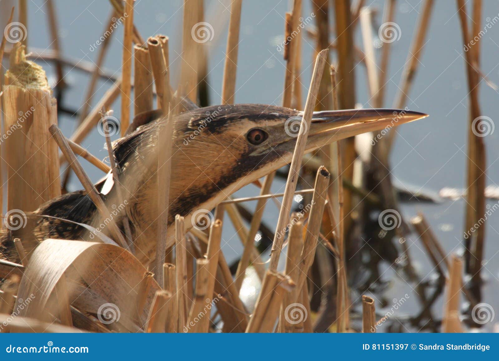 Rare And Elusive Creatures Royalty-Free Stock Image | CartoonDealer.com ...