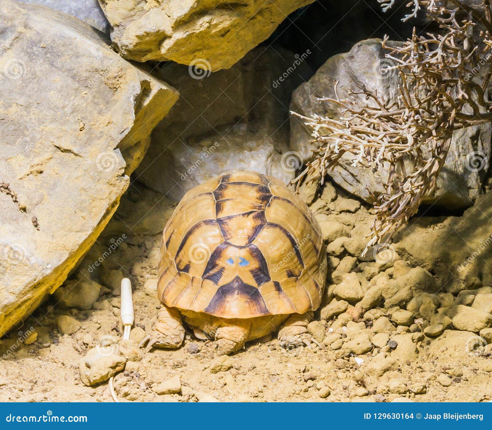 Rare Endangered Egyptian Tortoise Turtle Sleeping in the Sand Under ...