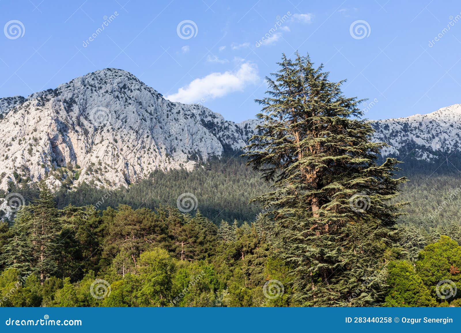 Rare and Endangered Lebanese Cedar Tree Forest at the Mountain, Antalya ...