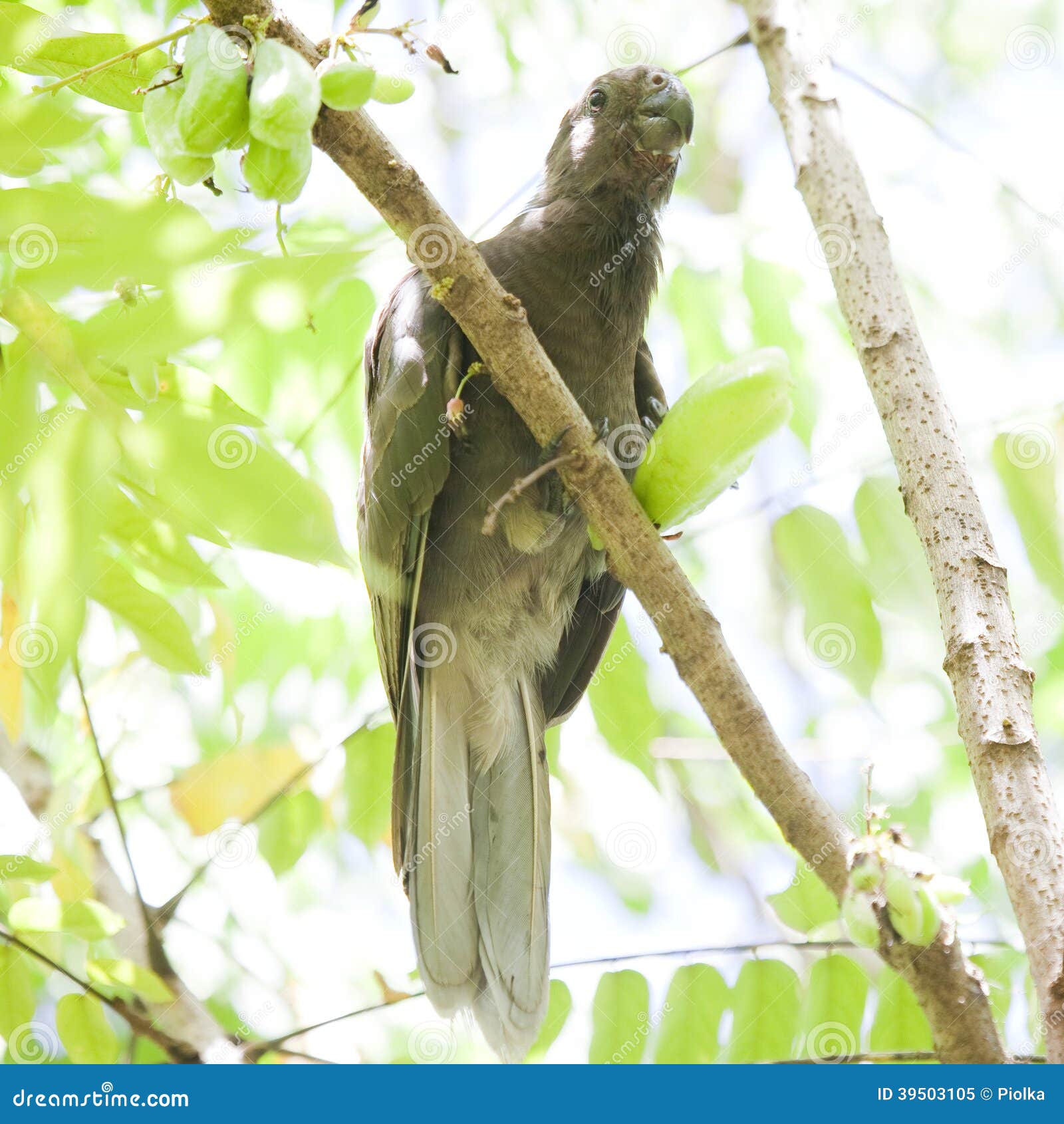 Rare, endemic black parrot stock image. Image of plantation - 39503105