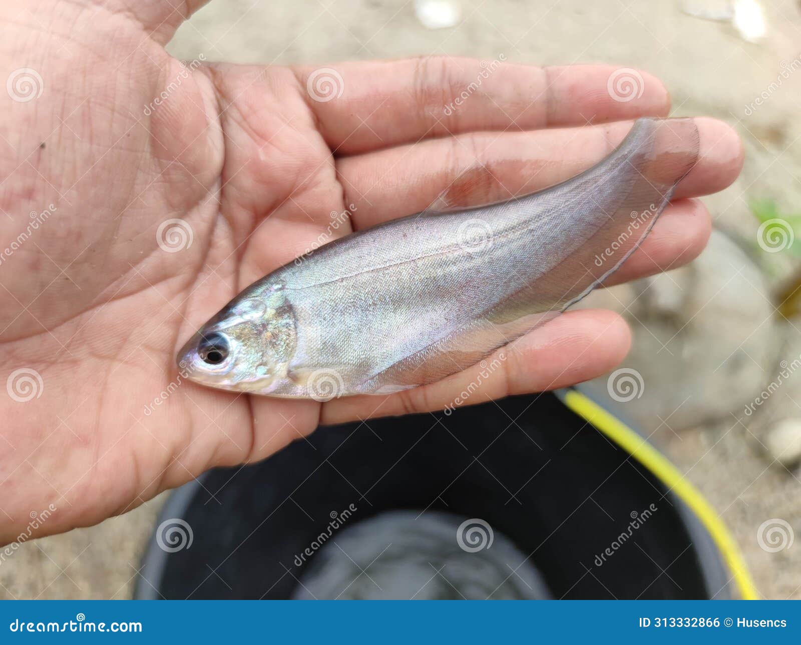 Rare fish belida stock photo. Image of fish, palembang - 313332866