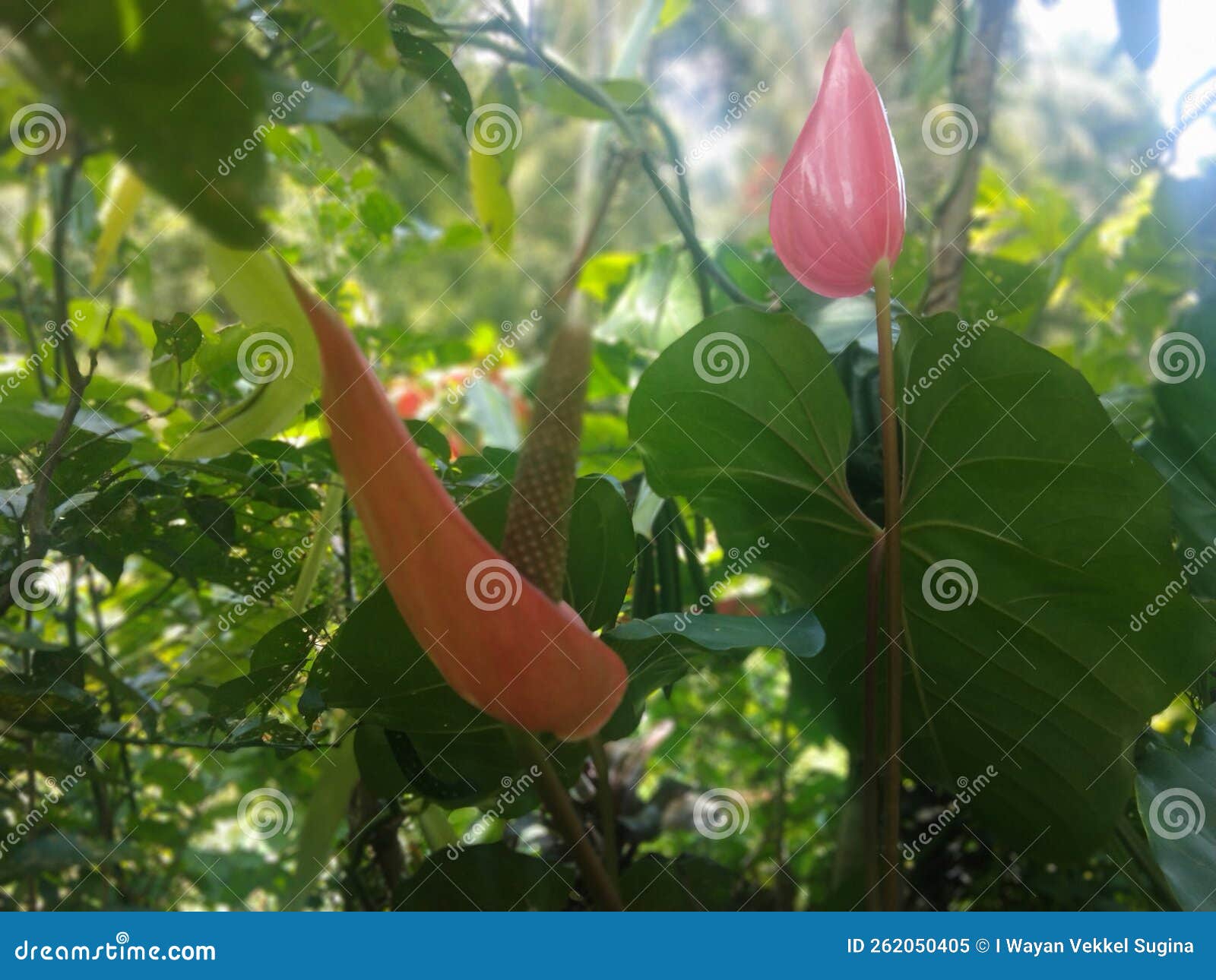 Rare Flower on Earth Indonesian Endemic Flower Stock Image - Image of ...