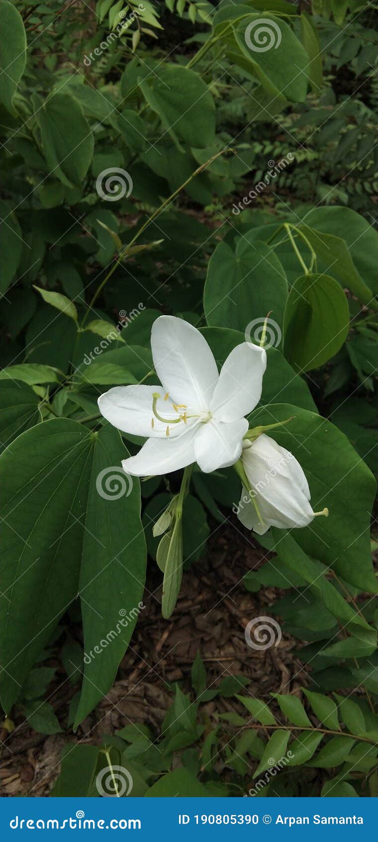 Rare Wild Flower of Nabarangpur ,Odisha Stock Photo - Image of region ...