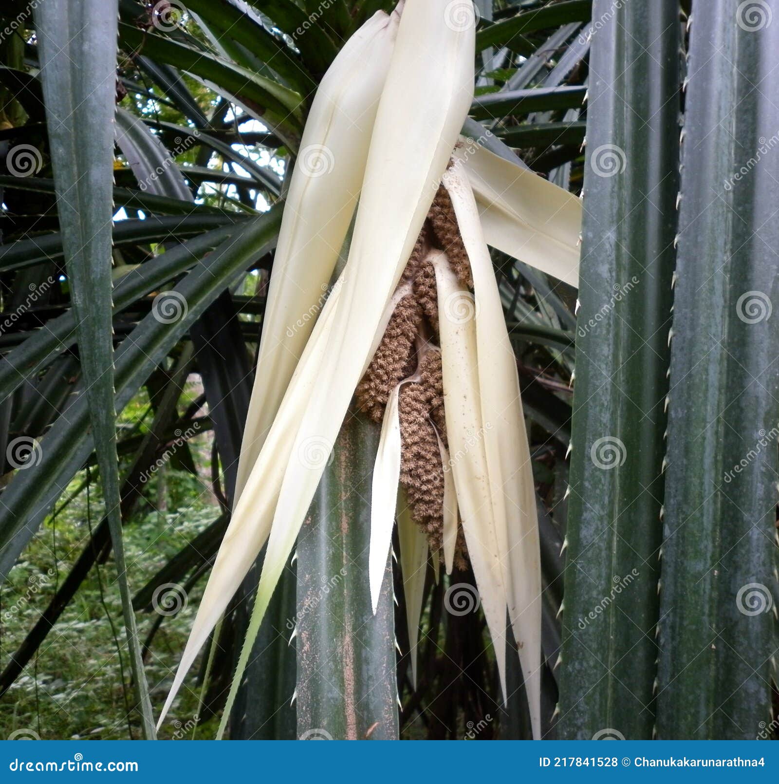 A Rare Flower of the Pandanus Tectorius Tree Stock Photo - Image of ...