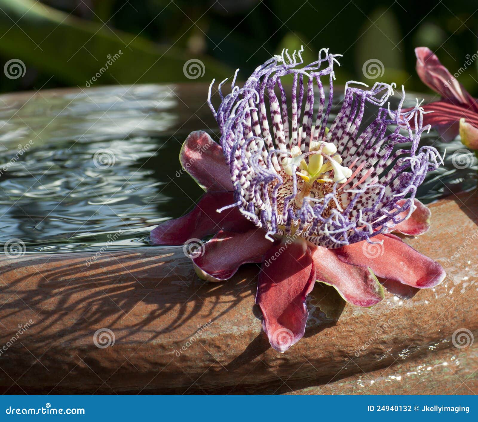 Rare Flower Broadleaf Wild Leek Or Alium Ampeloprasum In Sunny Garden ...