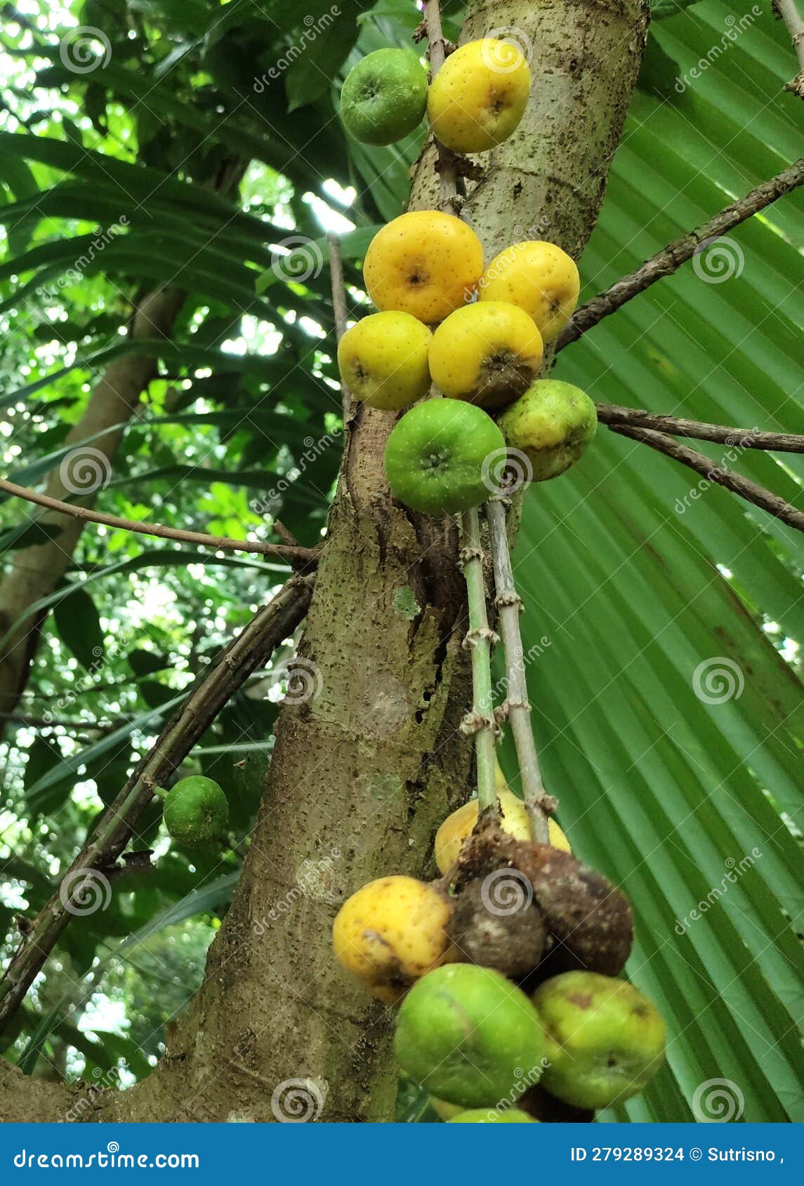 A Rare Fruit in the Tropical Forests of Indonesia. Rare Fruit Stock ...