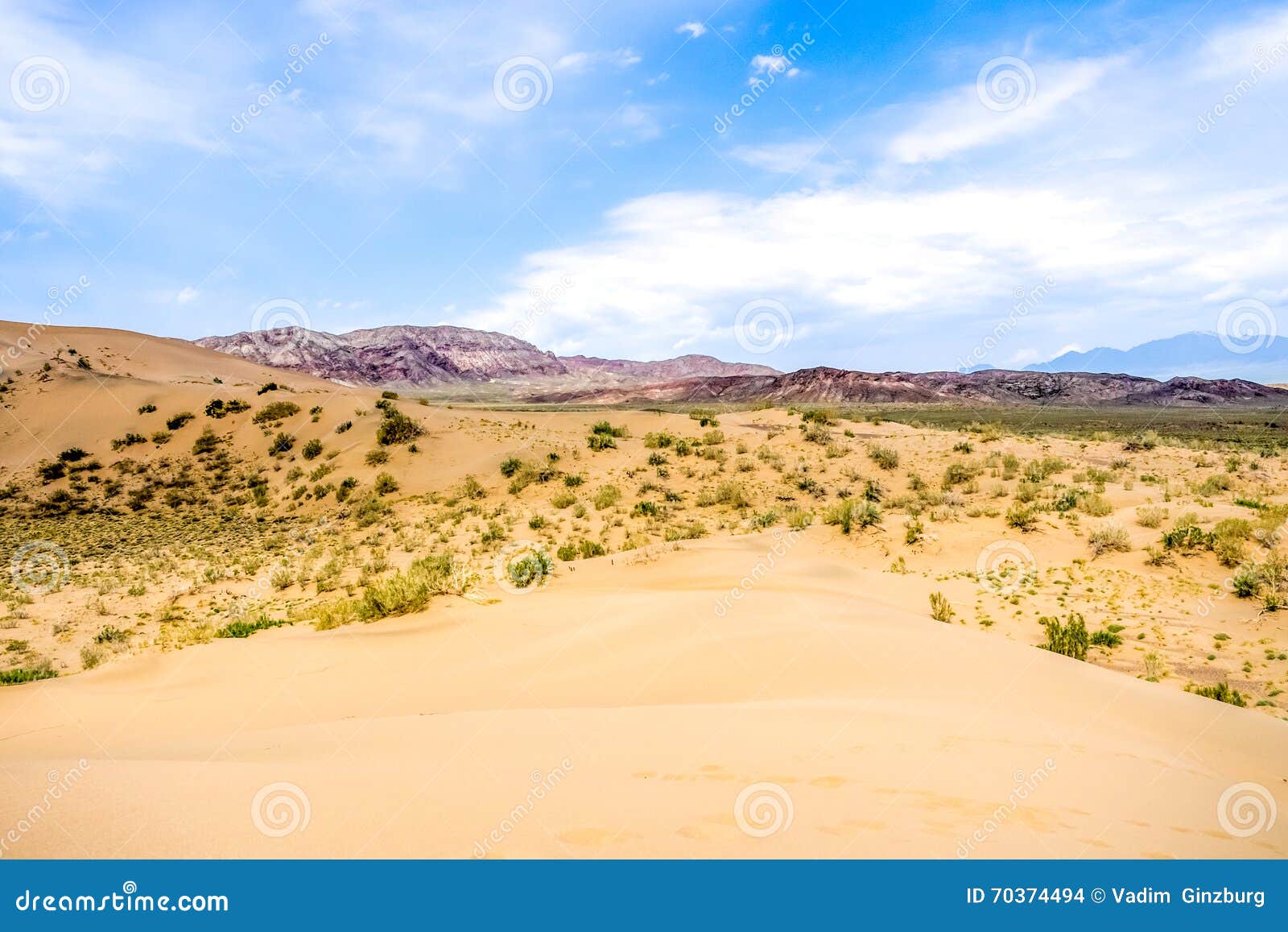 Rare Gnarled Bushes in the Desert Stock Photo - Image of brown, heat ...