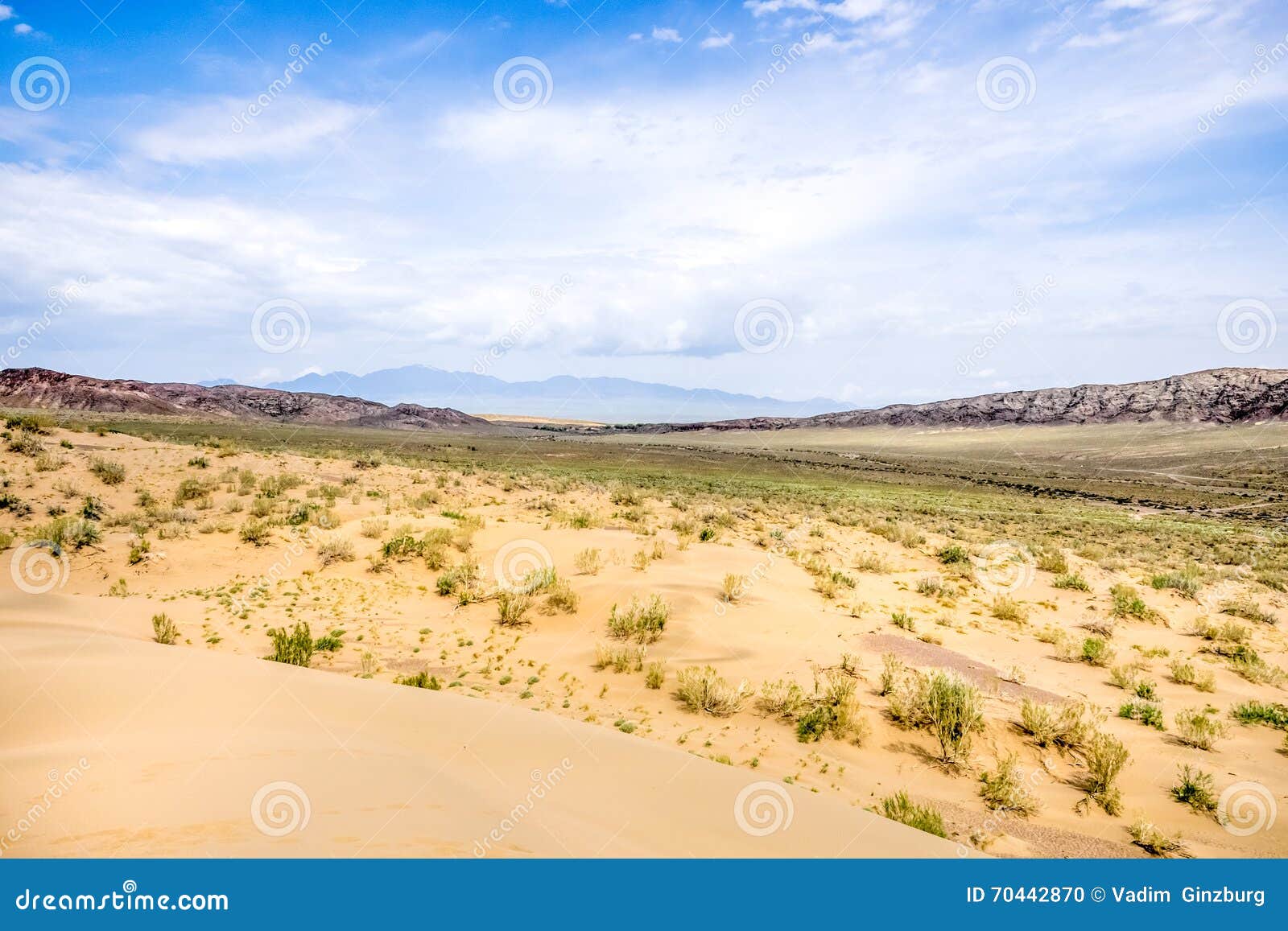 Rare Gnarled Bushes in the Desert Stock Photo - Image of flower, gnarly ...