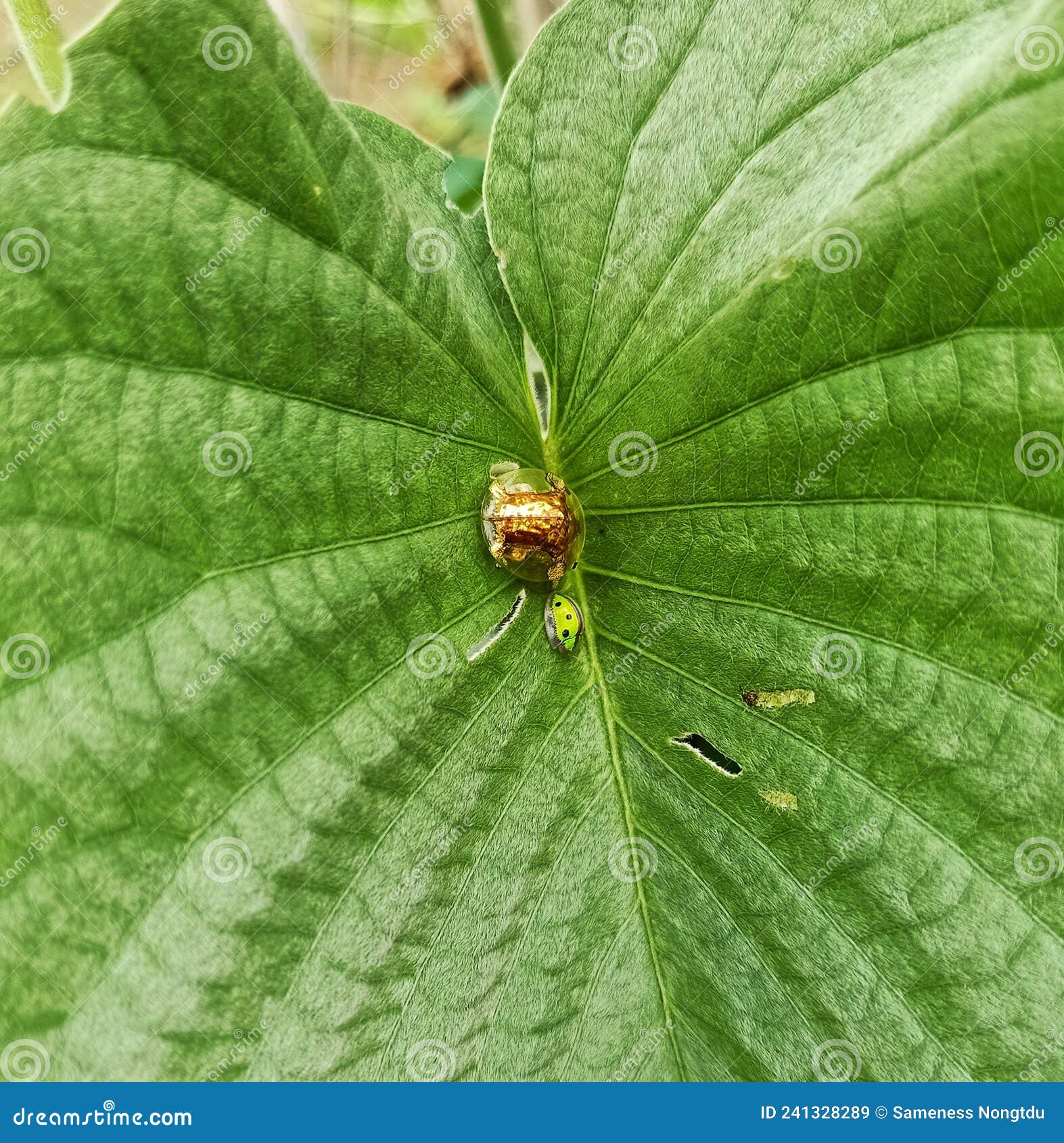 Rare Gold Ladybug | Golden Ladybug Stock Image - Image of petal, unique ...
