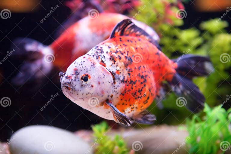 Rare Goldfish stock image. Image of rare, tropical, goldfish - 10620619