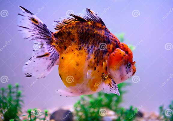 Rare Goldfish stock image. Image of fish, rare, beautiful - 10620639
