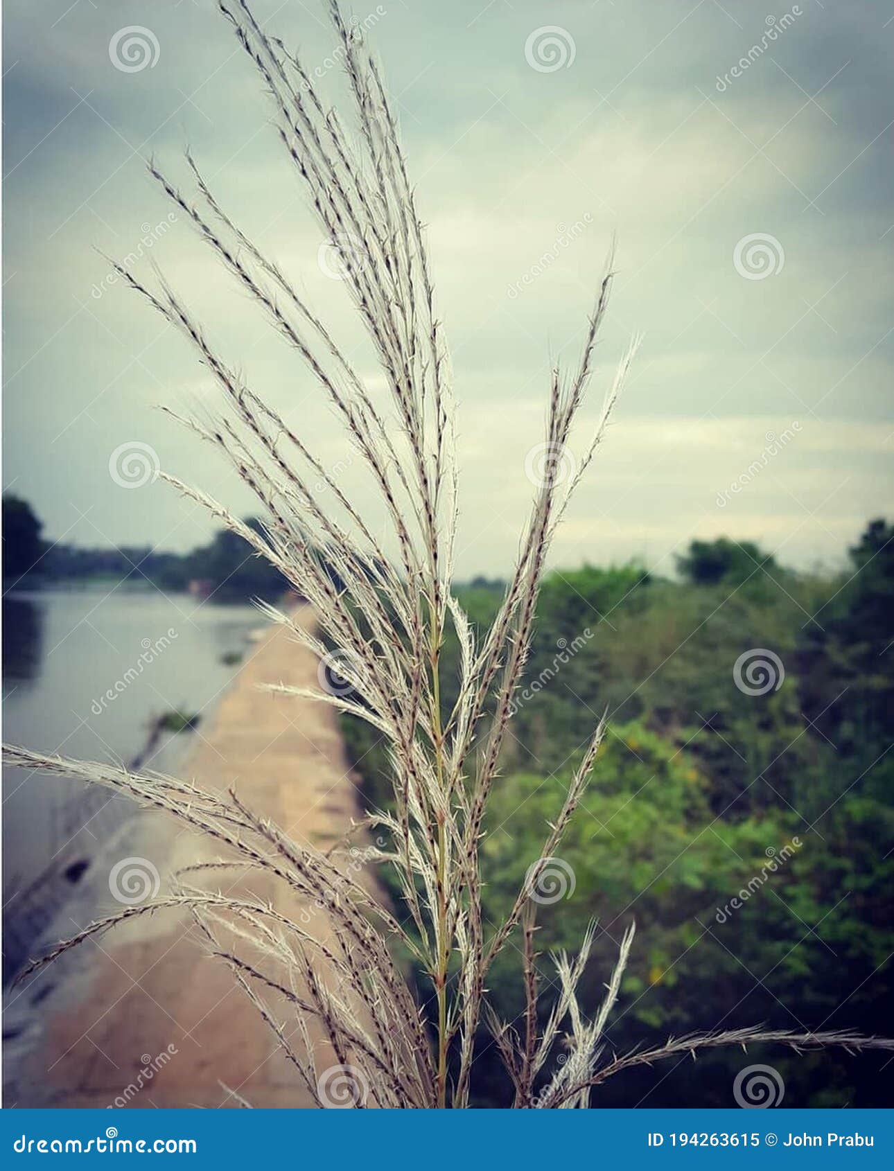 It is a rare grass . stock image. Image of agriculture - 194263615