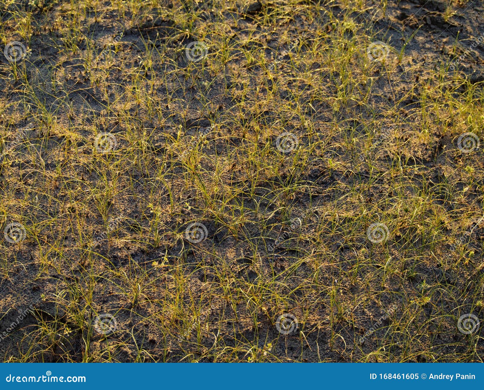 Rare Grass in the Slanting Rays of the Low Morning Sun in Kazakhstan ...
