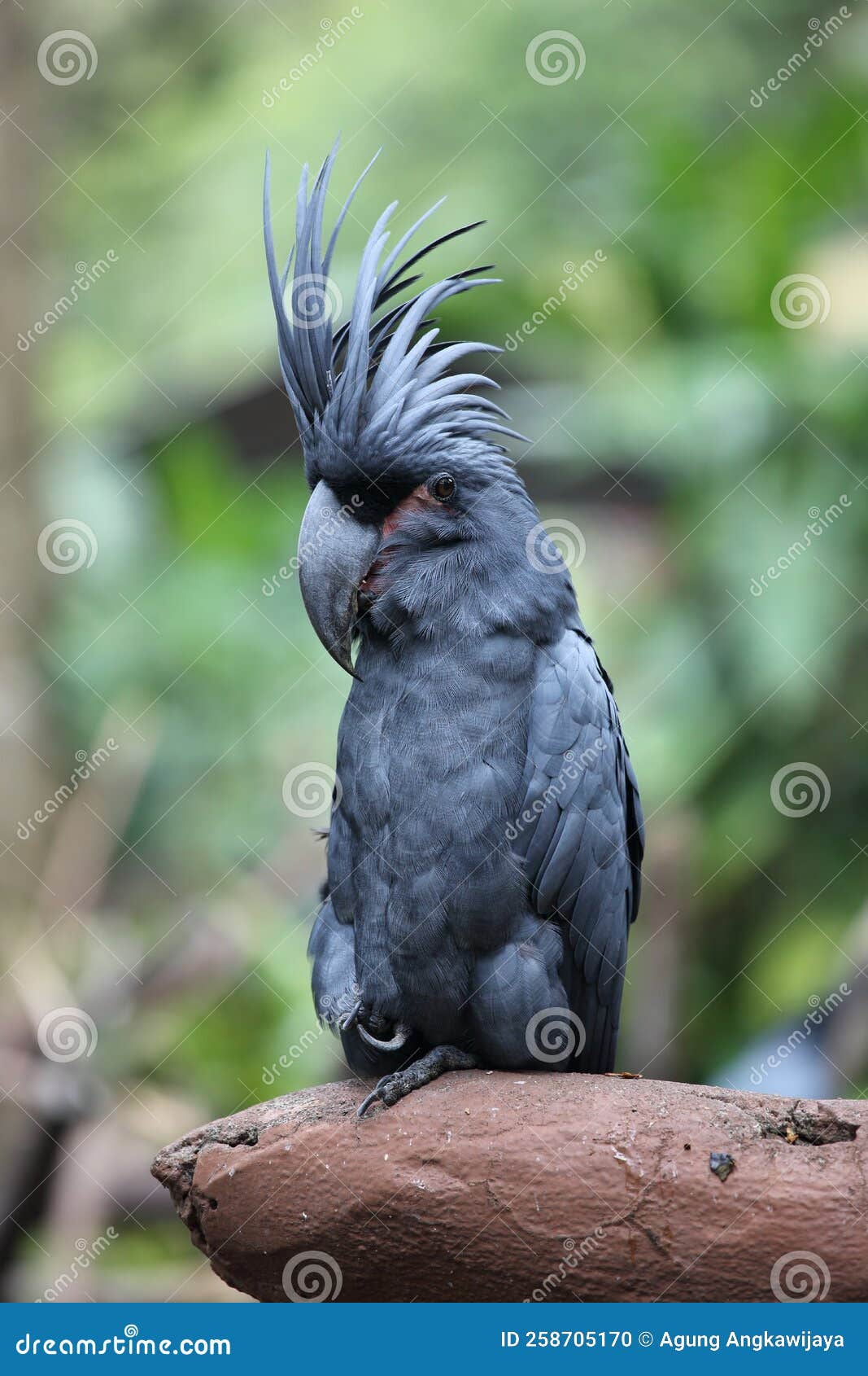 Rare Great Black Cockatoo Bird Stock Photo - Image of papua, aves ... Rare Great Black Cockatoo Bird Stock Photo - Image of papua, aves ...