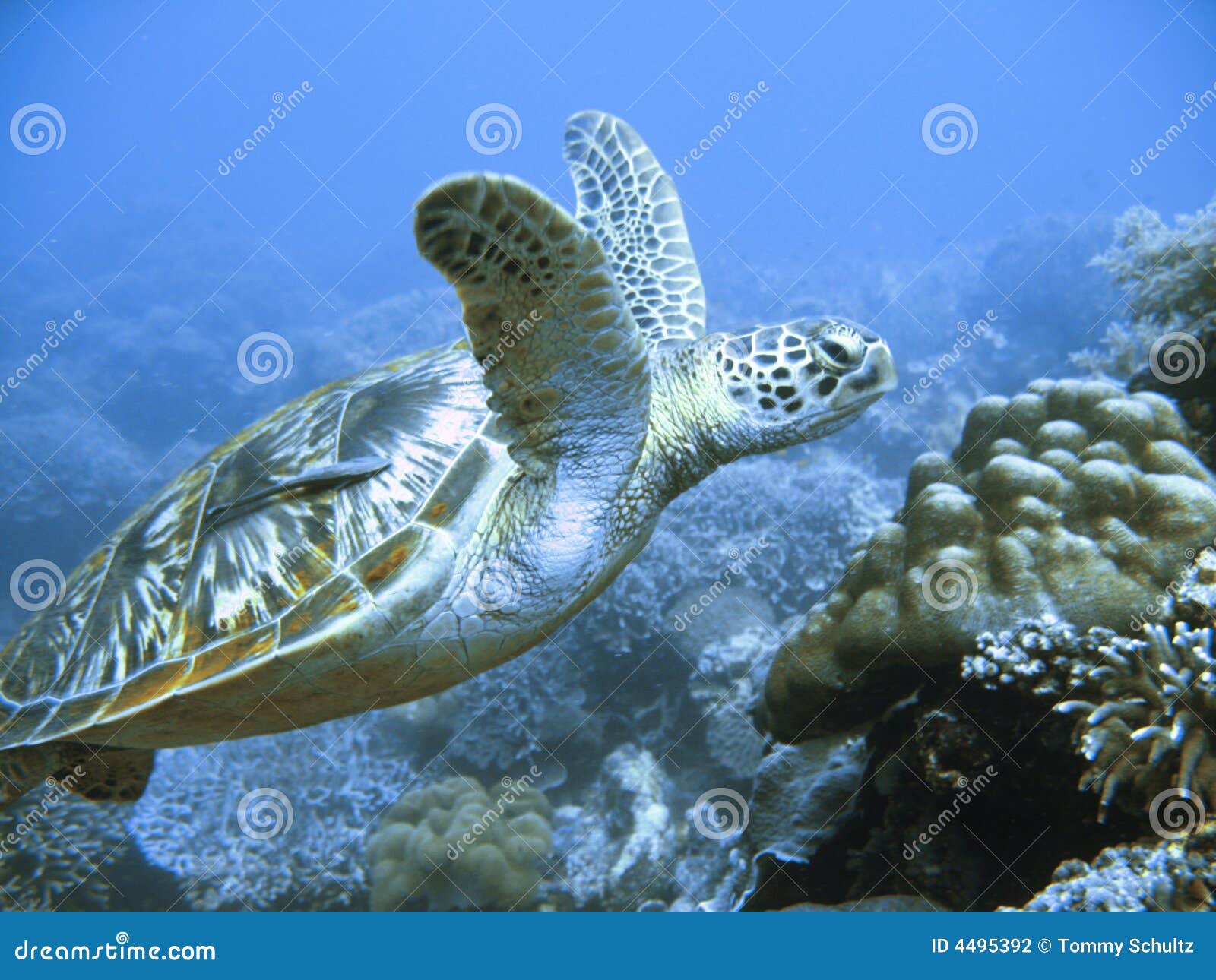 Rare green sea turtle stock photo. Image of easy, island - 4495392