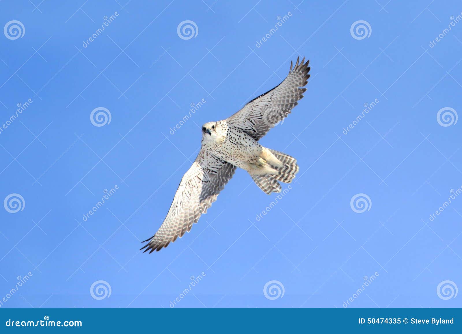 Rare (Gyrfalcon Falco Rusticolus) Stock Image - Image of wild ...