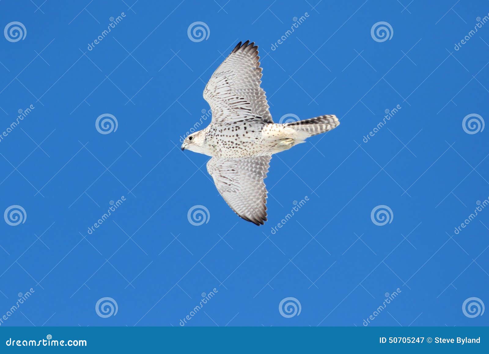 Rare (Gyrfalcon Falco Rusticolus) Stock Image - Image of falcon ...
