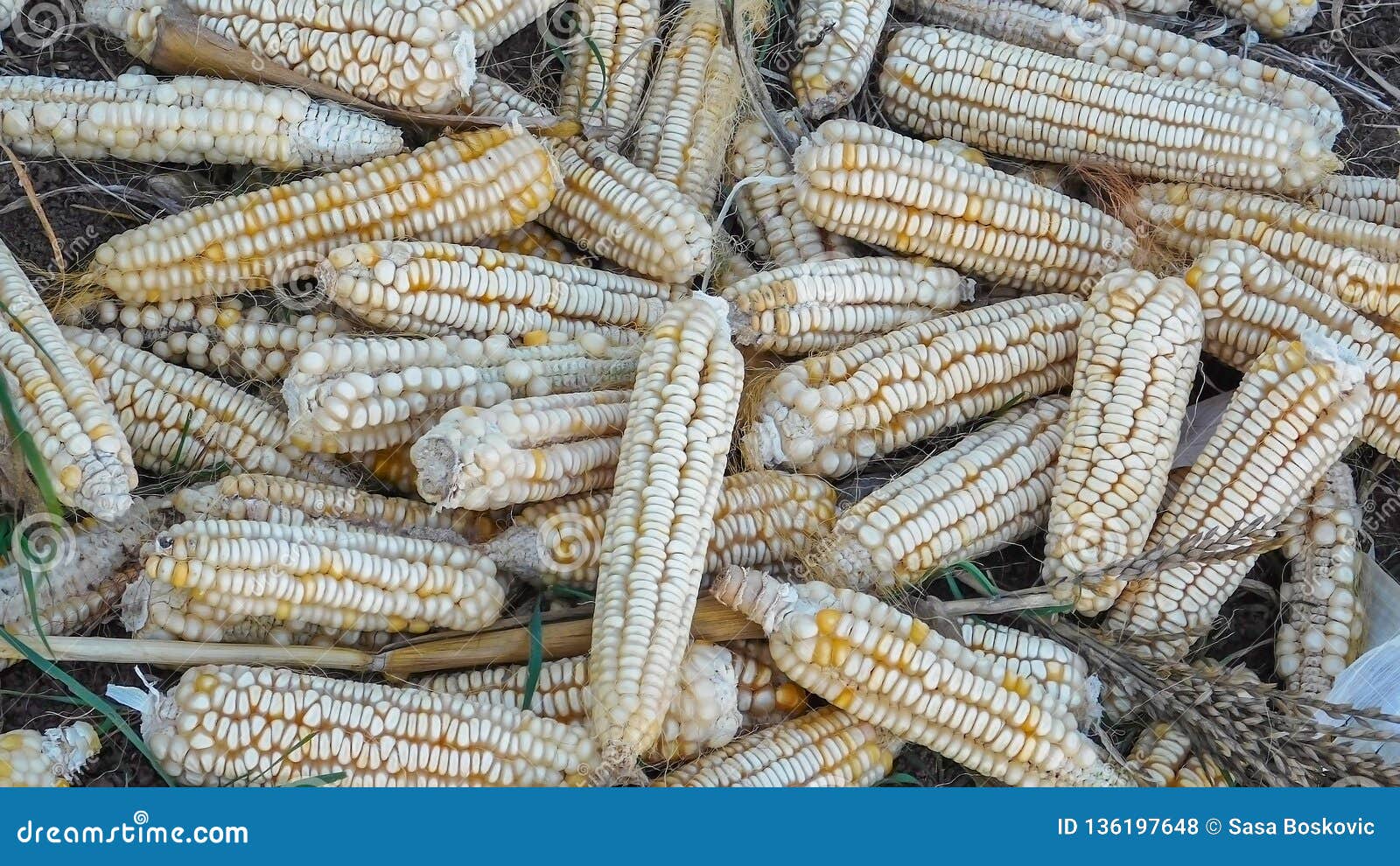 Rare Heirloom White Dent Corn Stock Photo - Image of nature, andean ...