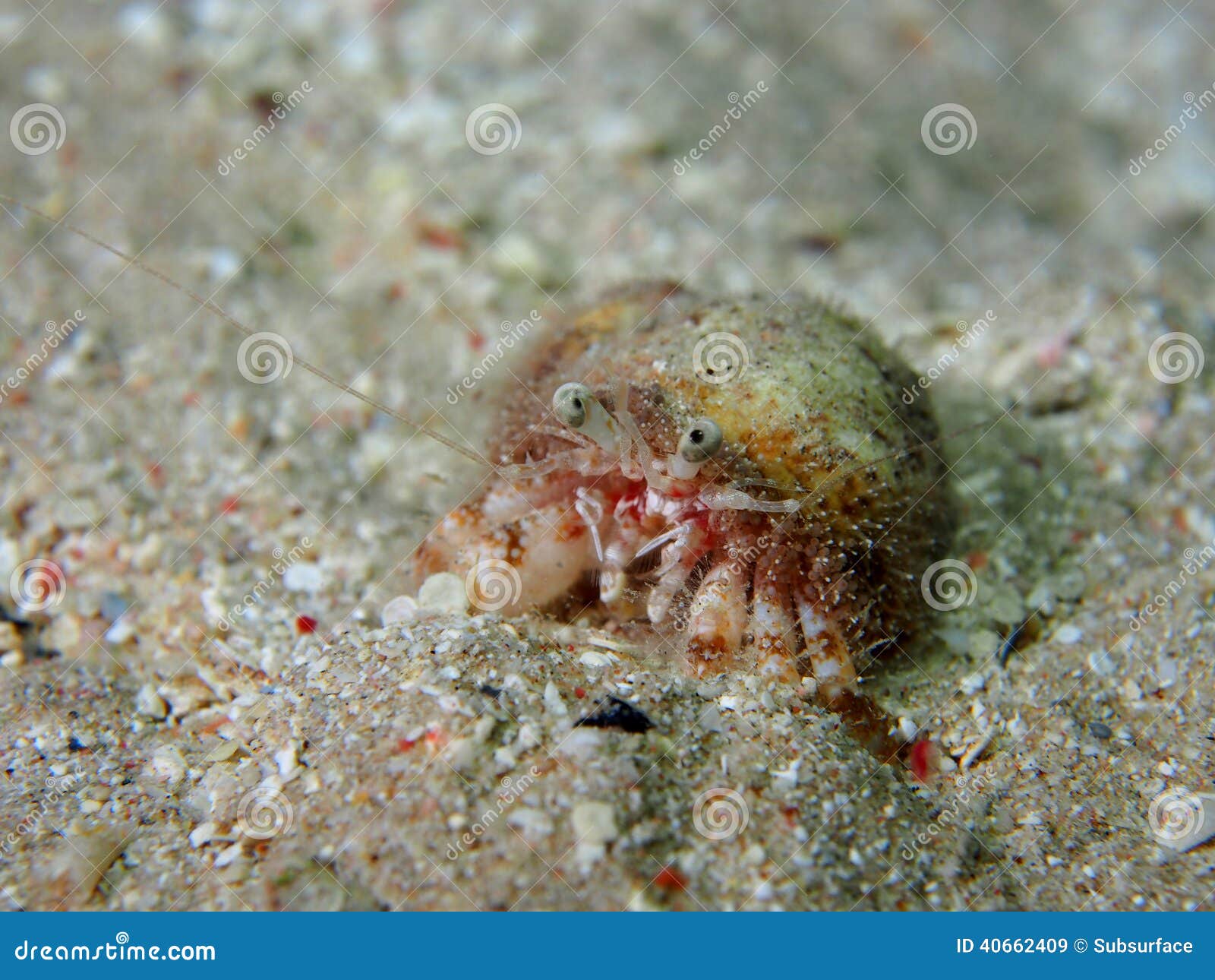 Rare Hermit Crab with Anemone Inside Shell Stock Image - Image of deep ...