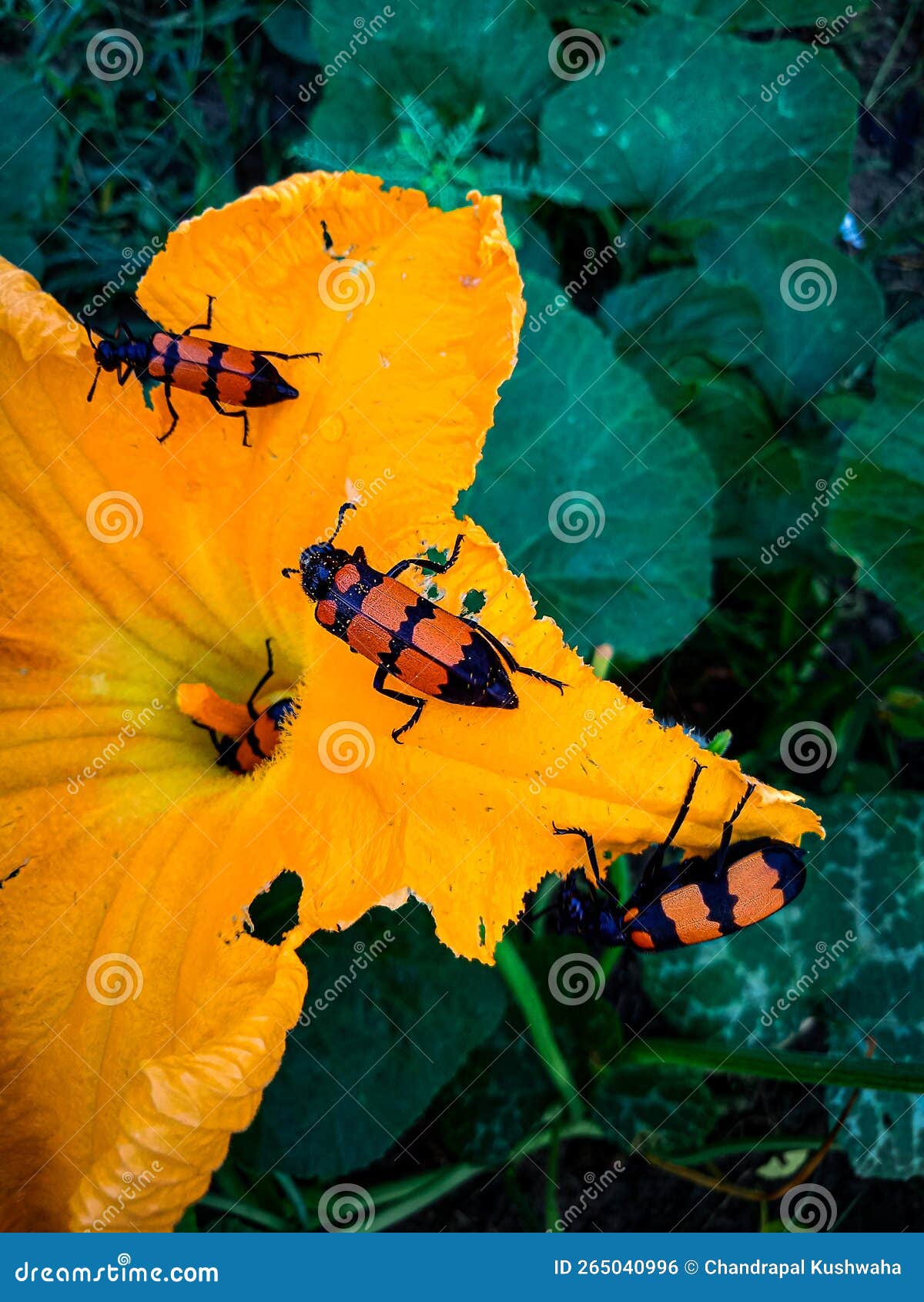 This Insect is Very Beautiful. Stock Photo - Image of invertebrate ...