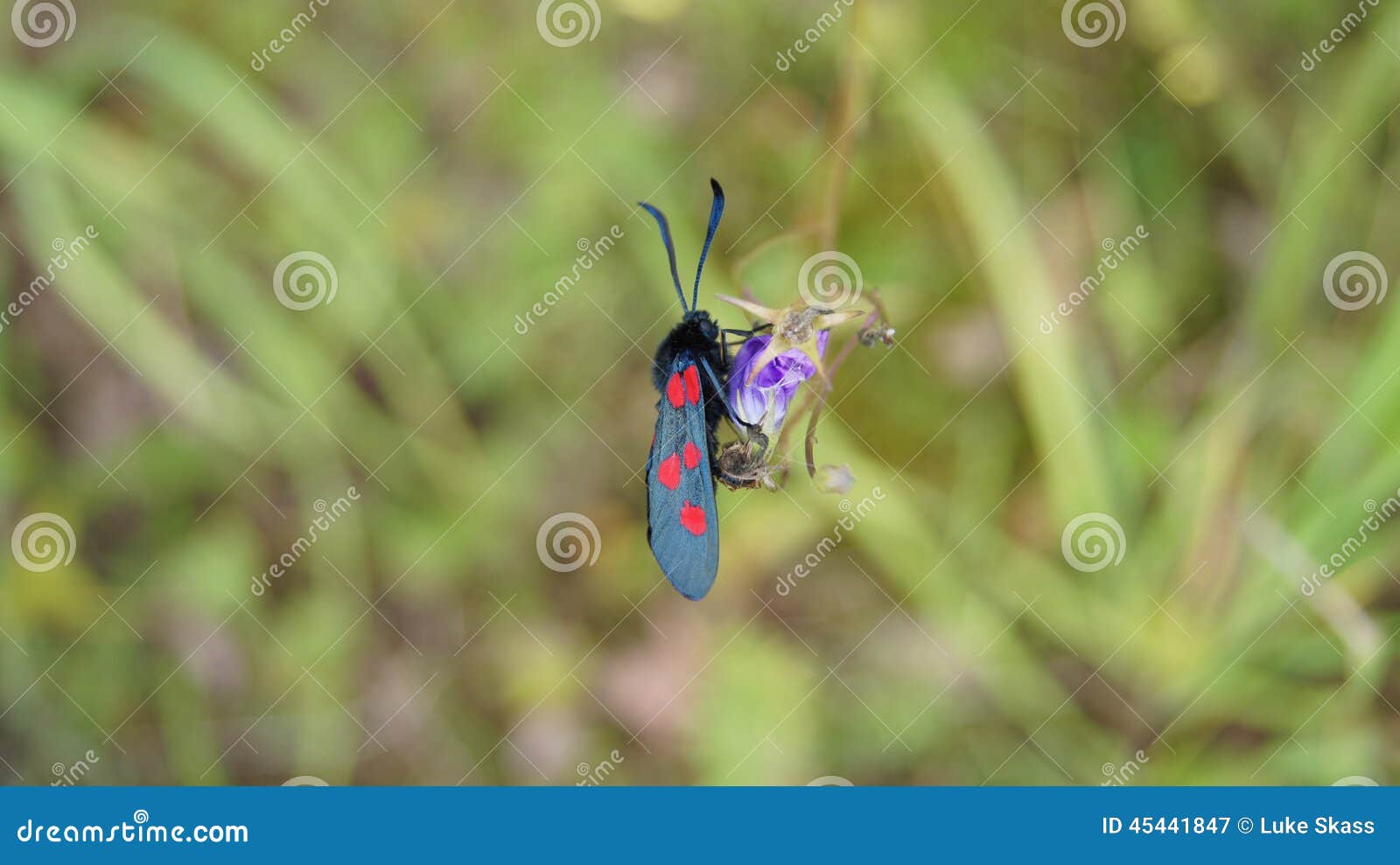 Rare insect stock image. Image of insect, forrest, rare - 45441847