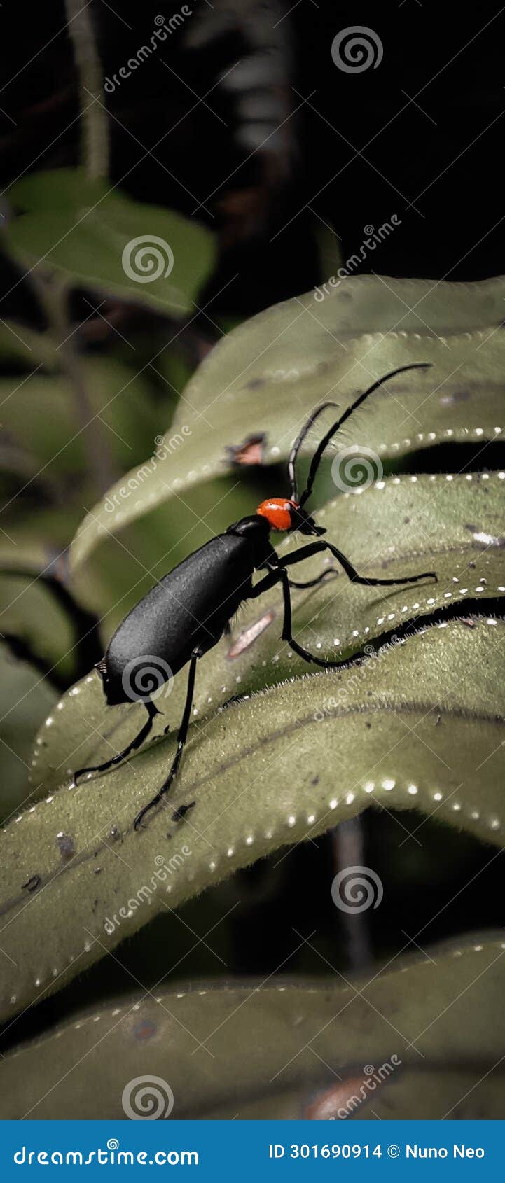 Rare Insects of Indonesian Forests Stock Photo - Image of green ...
