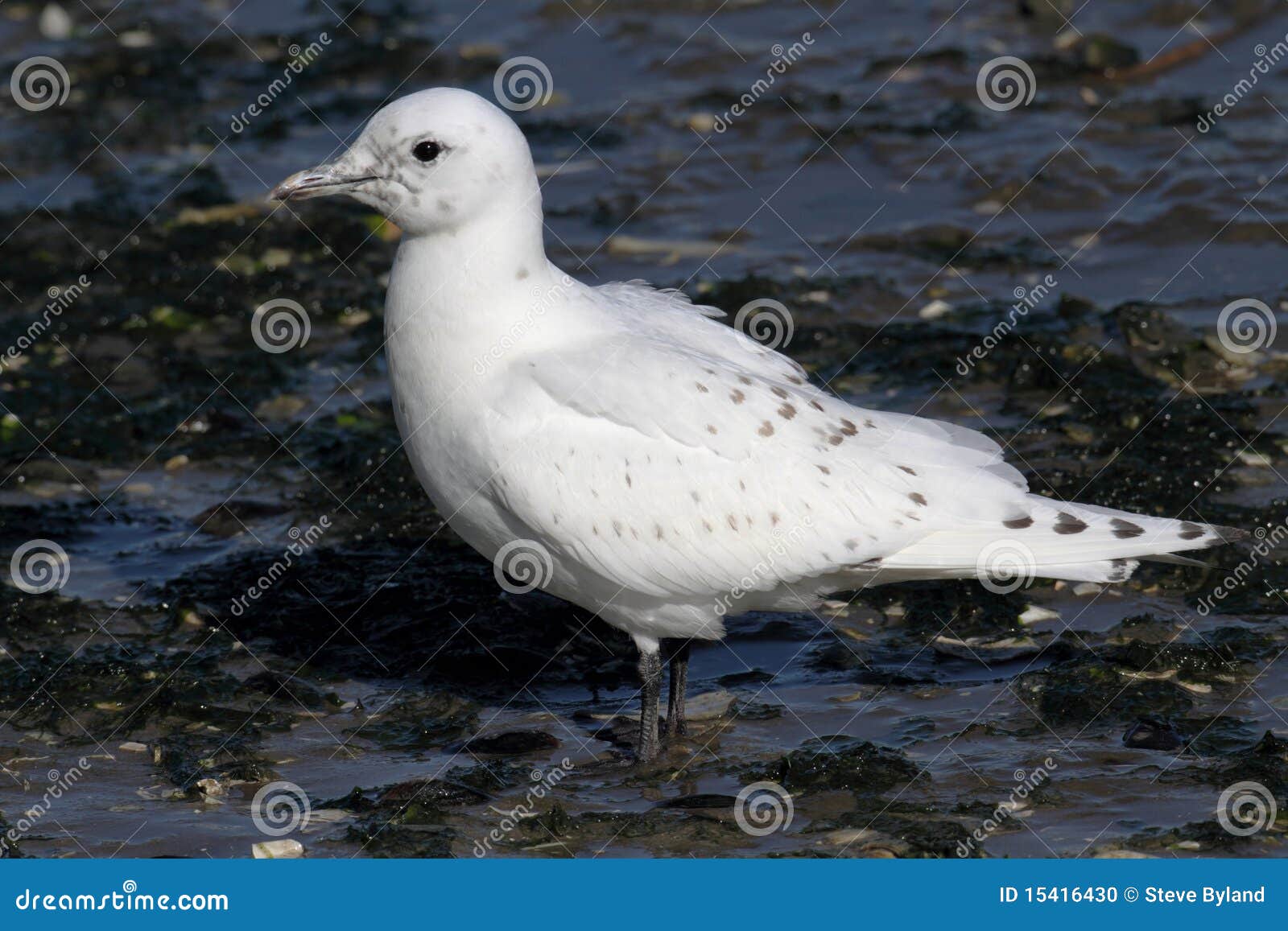 Rare Ivory Gull (Pagophila Eburnea) Stock Photo - Image of water ...