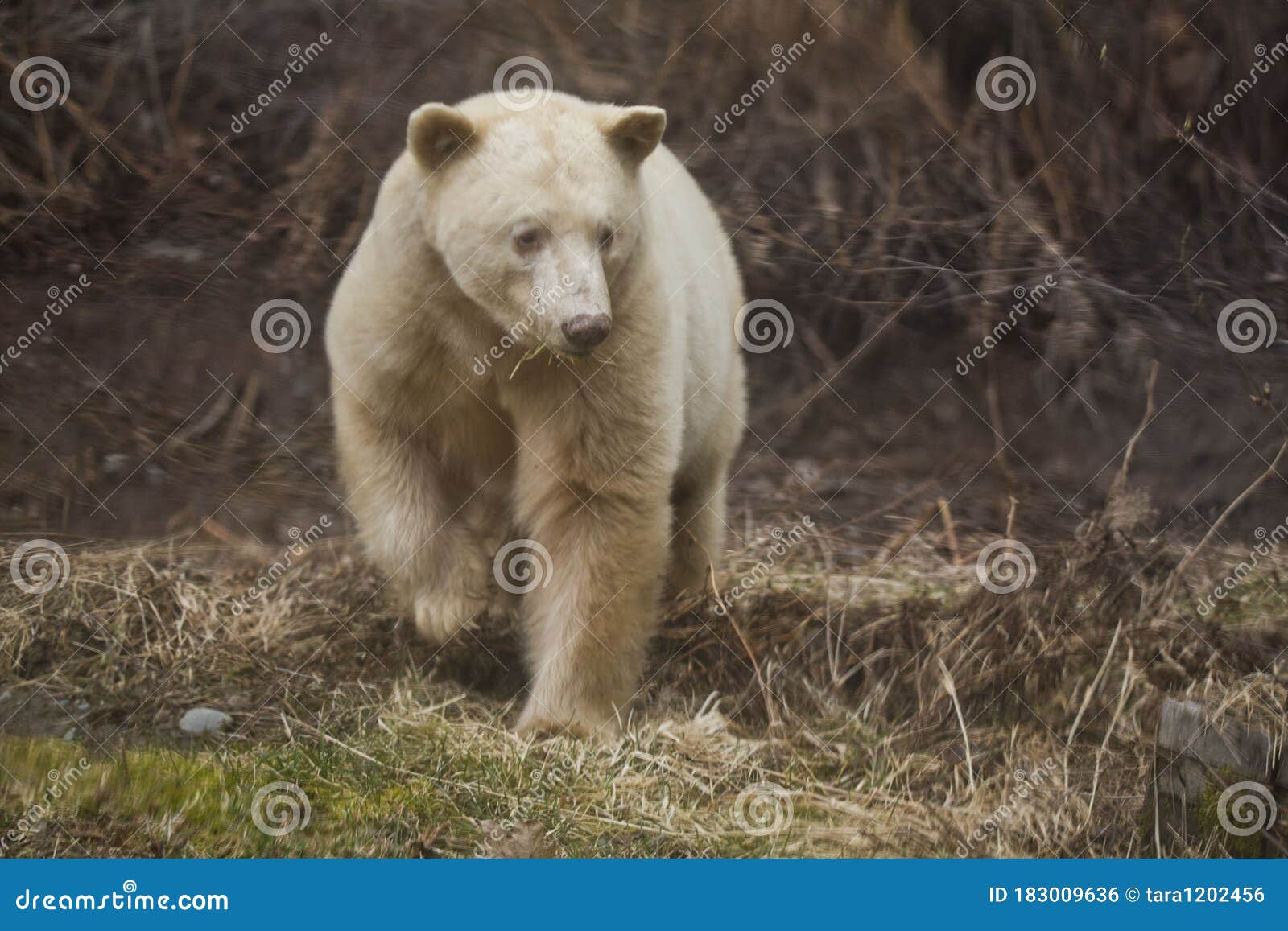 Rare Kermode Spirit Bear Emerging from Den in Spring. Stock Photo ...