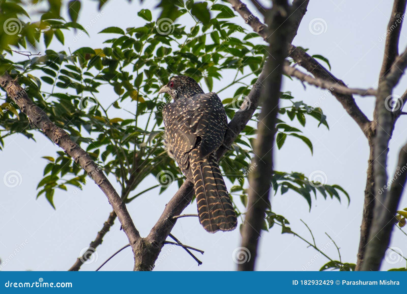 Koyal On A Tree Stock Image | CartoonDealer.com #161604361