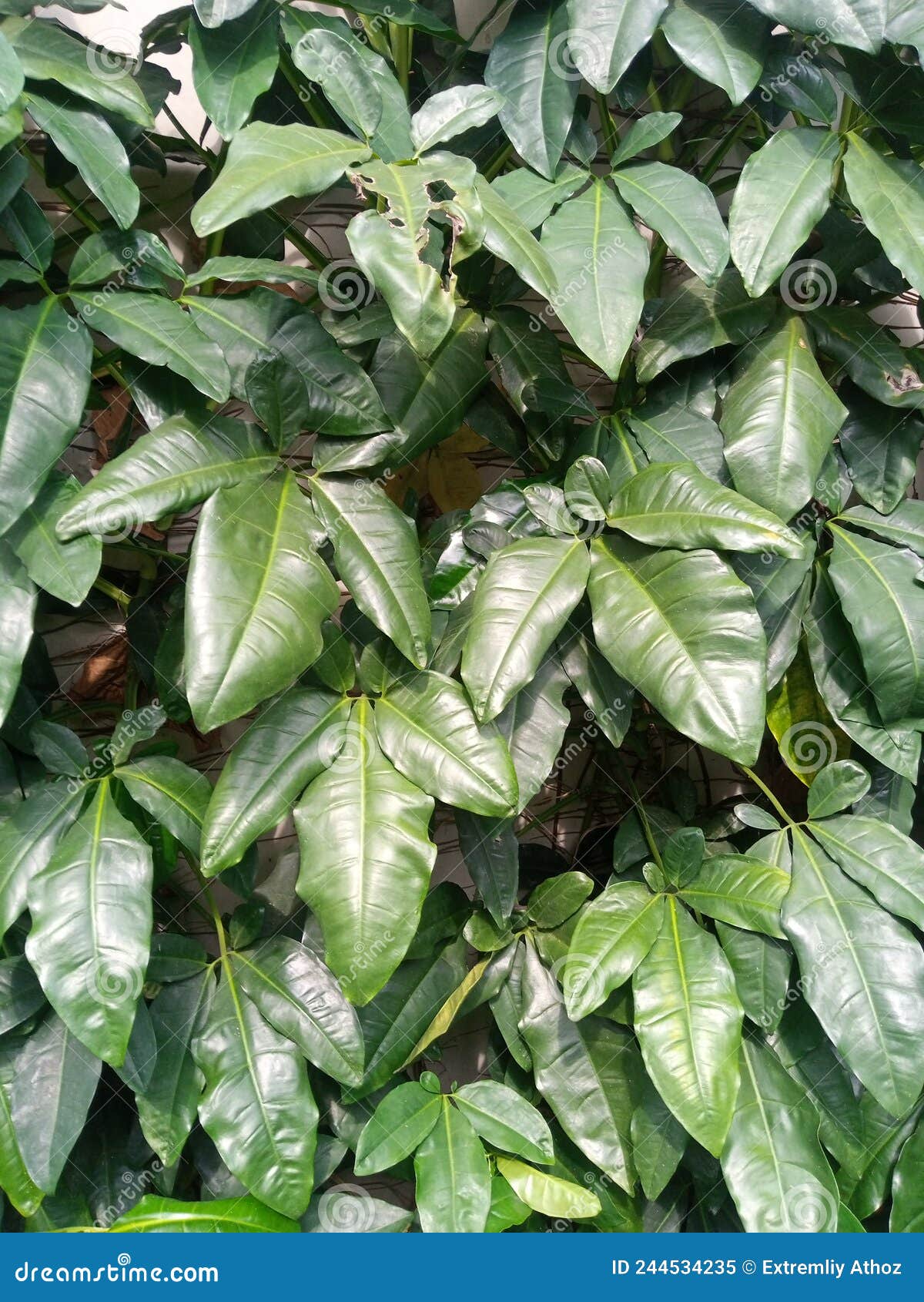 Rare Leaf Exvensive Plant in the Forest Stock Image - Image of herb ...