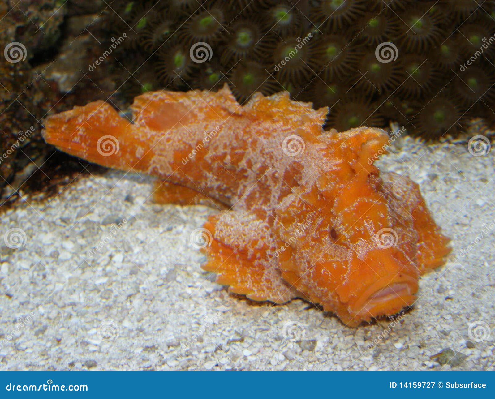 Rare LEMBEH Velvet Fish - Paraploactis Kagoshimen Stock Image - Image ...