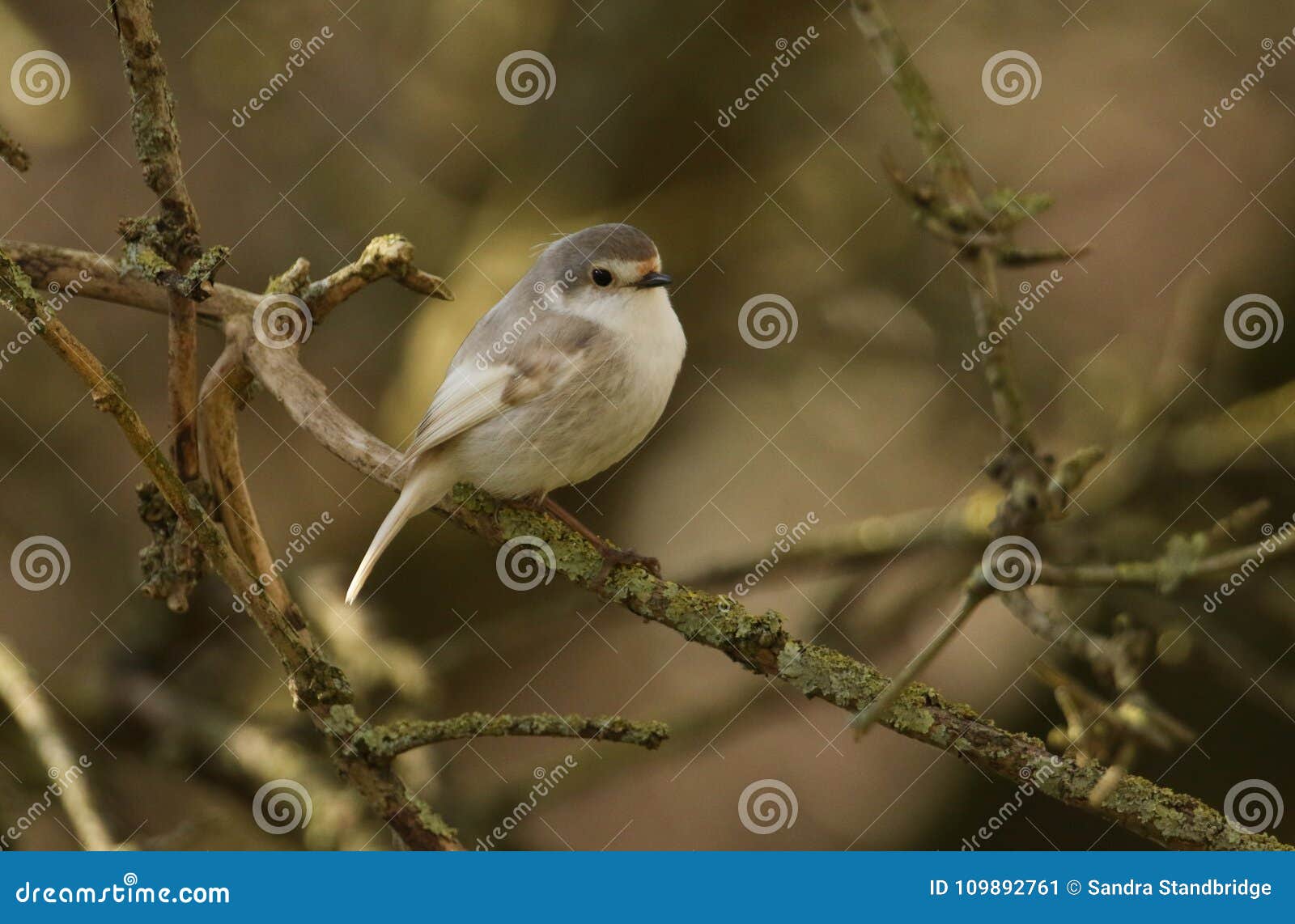 A Rare Leucistic Robin Erithacus Rubecula Perched on a Branch in a Tree ...