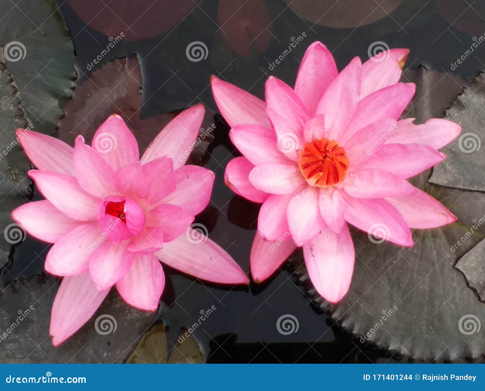 Rare Lotus stock photo. Image of rare, lotus, ospicious - 171401244