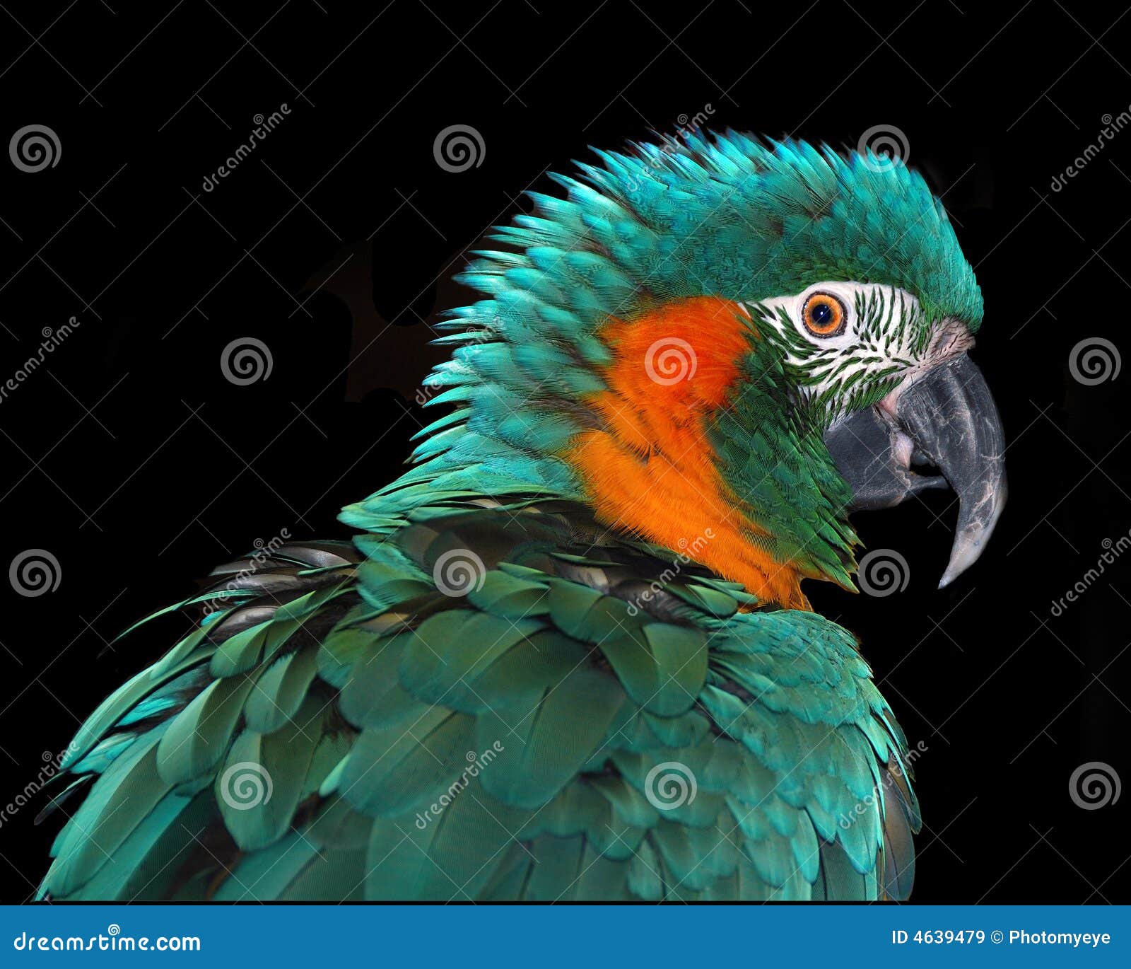 Rare Macaw stock image. Image of bright, forest, feather - 4639479