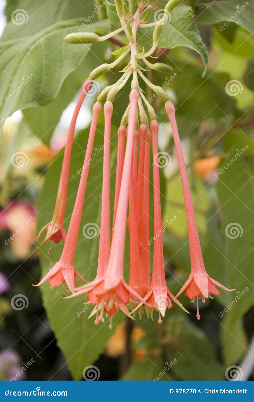 Rare Mexican Fuchsia stock photo. Image of greenhouse, species - 978270