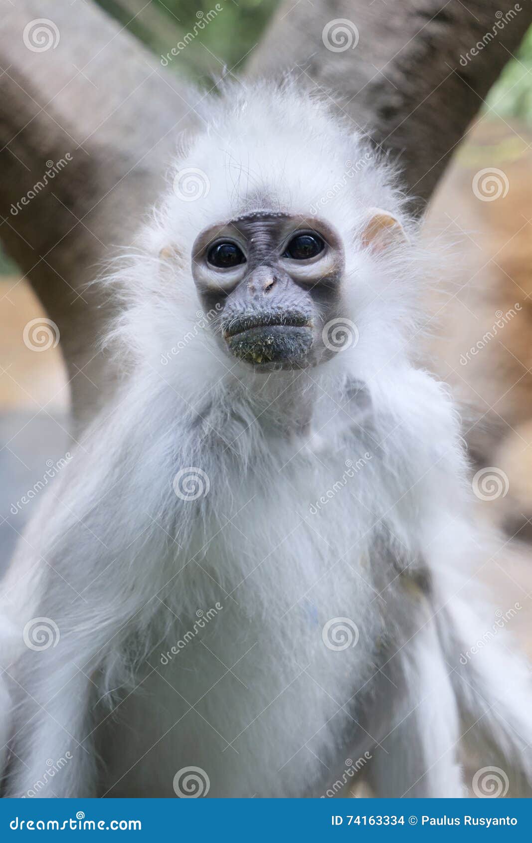 Rare monkey with white fur stock photo. Image of head - 74163334