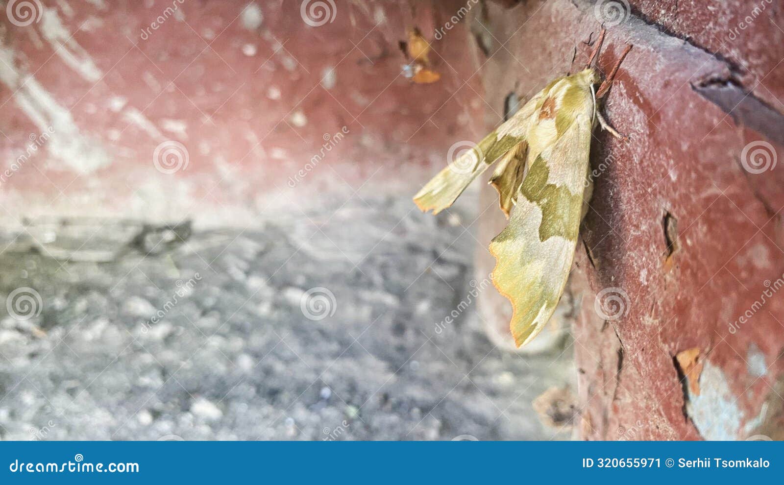 Rare Moth, on an Old Plank Window Frame Stock Image - Image of macro ...