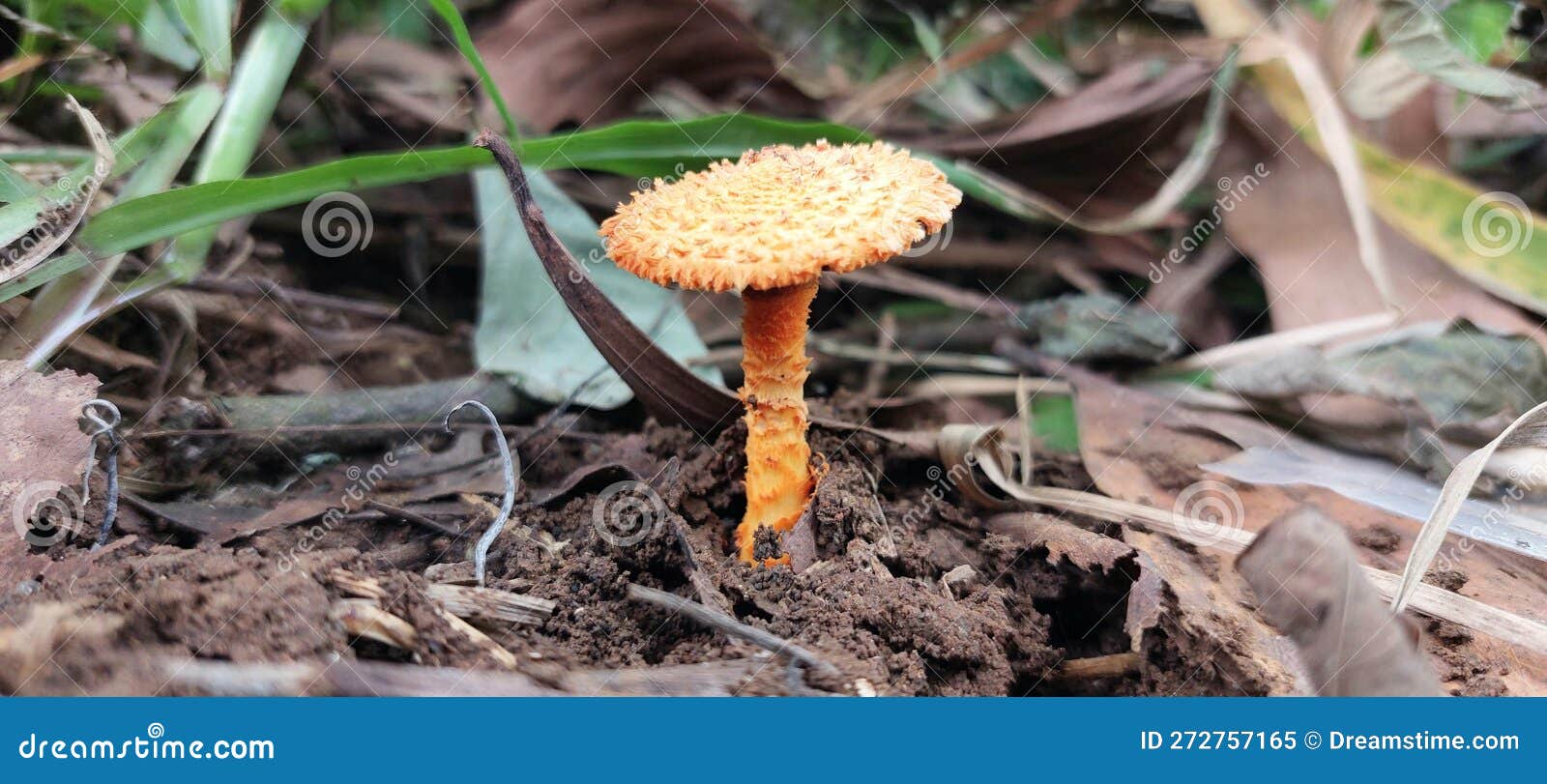 Rare Mushroom Whose Species Name is Not yet Known Stock Image - Image ...