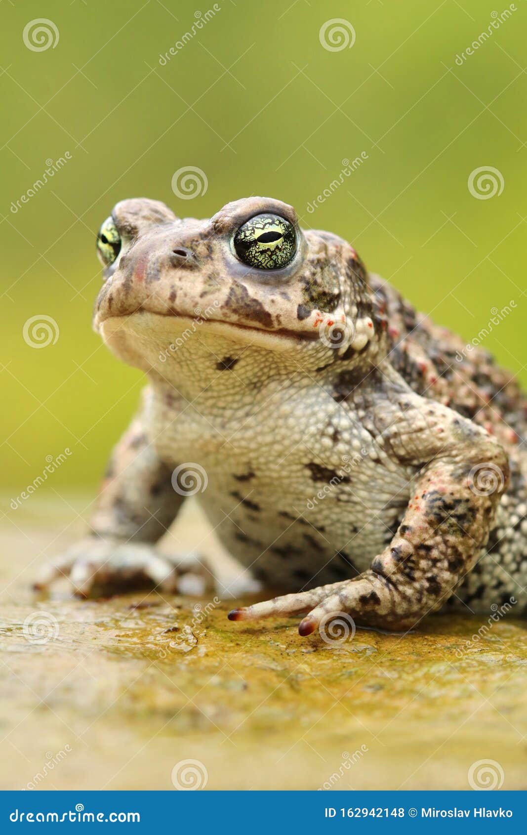 Rare Natter Jack Toad Epidalea Calamita Stock Photo - Image of toxic ...