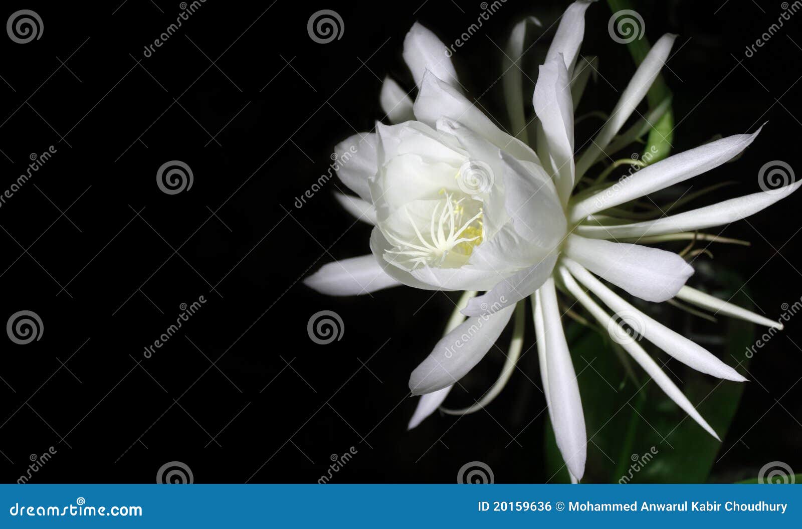 Night Queen Flower Bud Or Epiphyllum Oxypetalum Bloom Royalty-Free ...