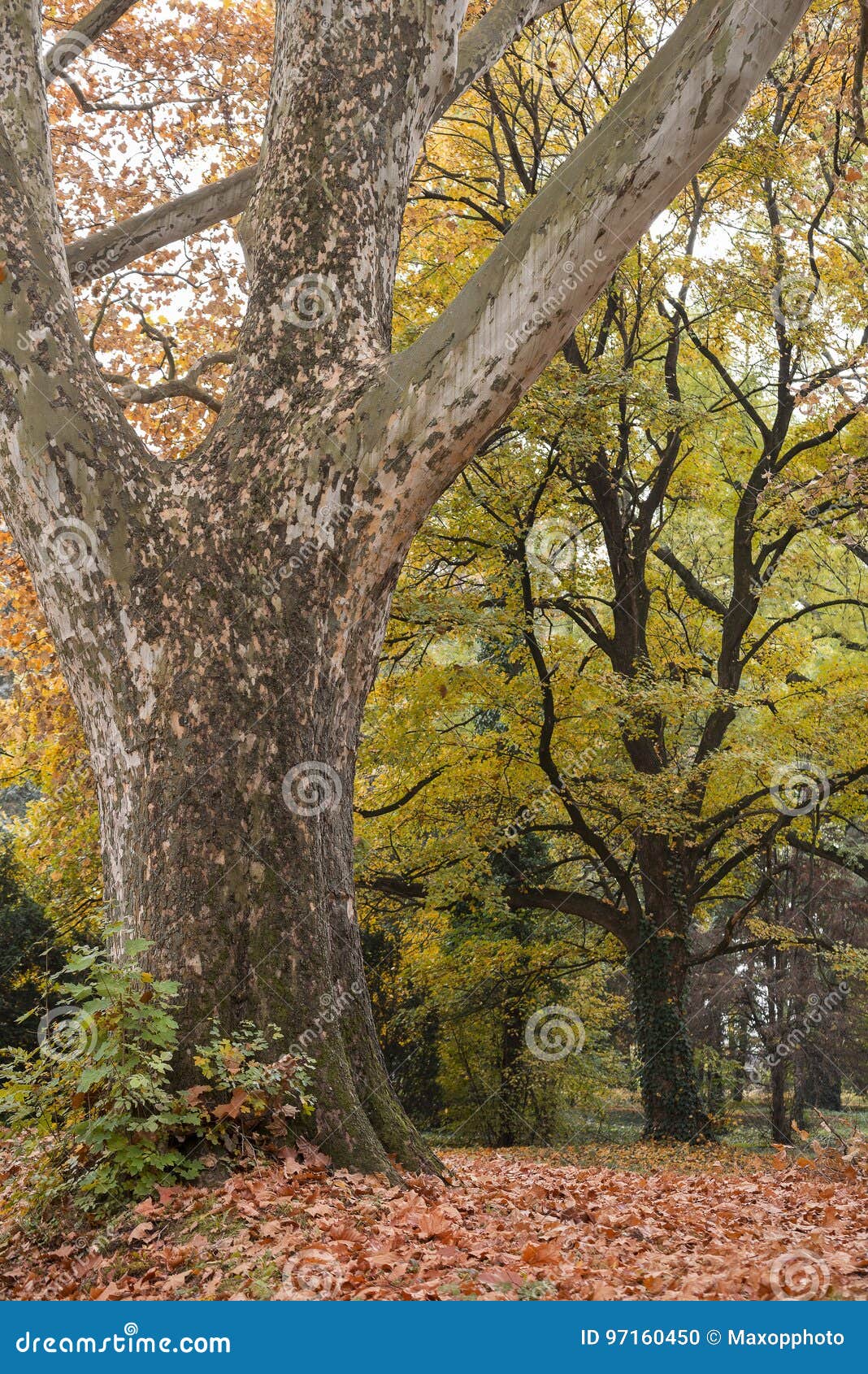 The Rare Old Tree in the Fall Stock Photo - Image of maple, fall: 97160450