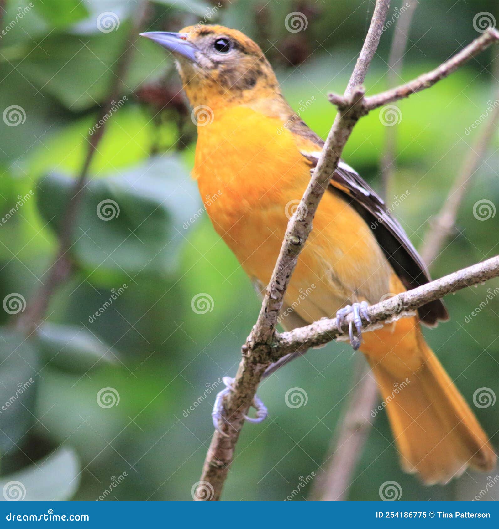 Beautiful Oriole stock image. Image of smallbirds, colorfulbird - 254186775