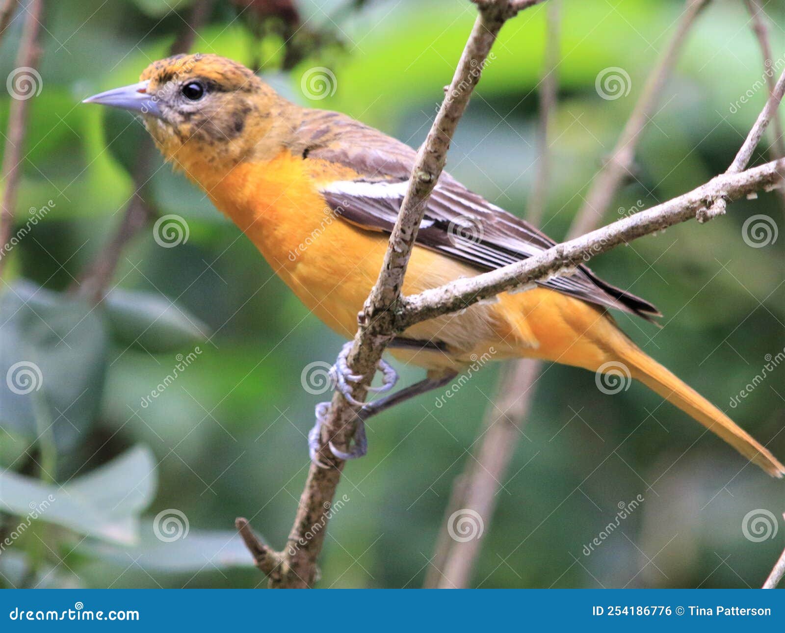 Beautiful Oriole stock photo. Image of wolf, colorfulbird - 254186776