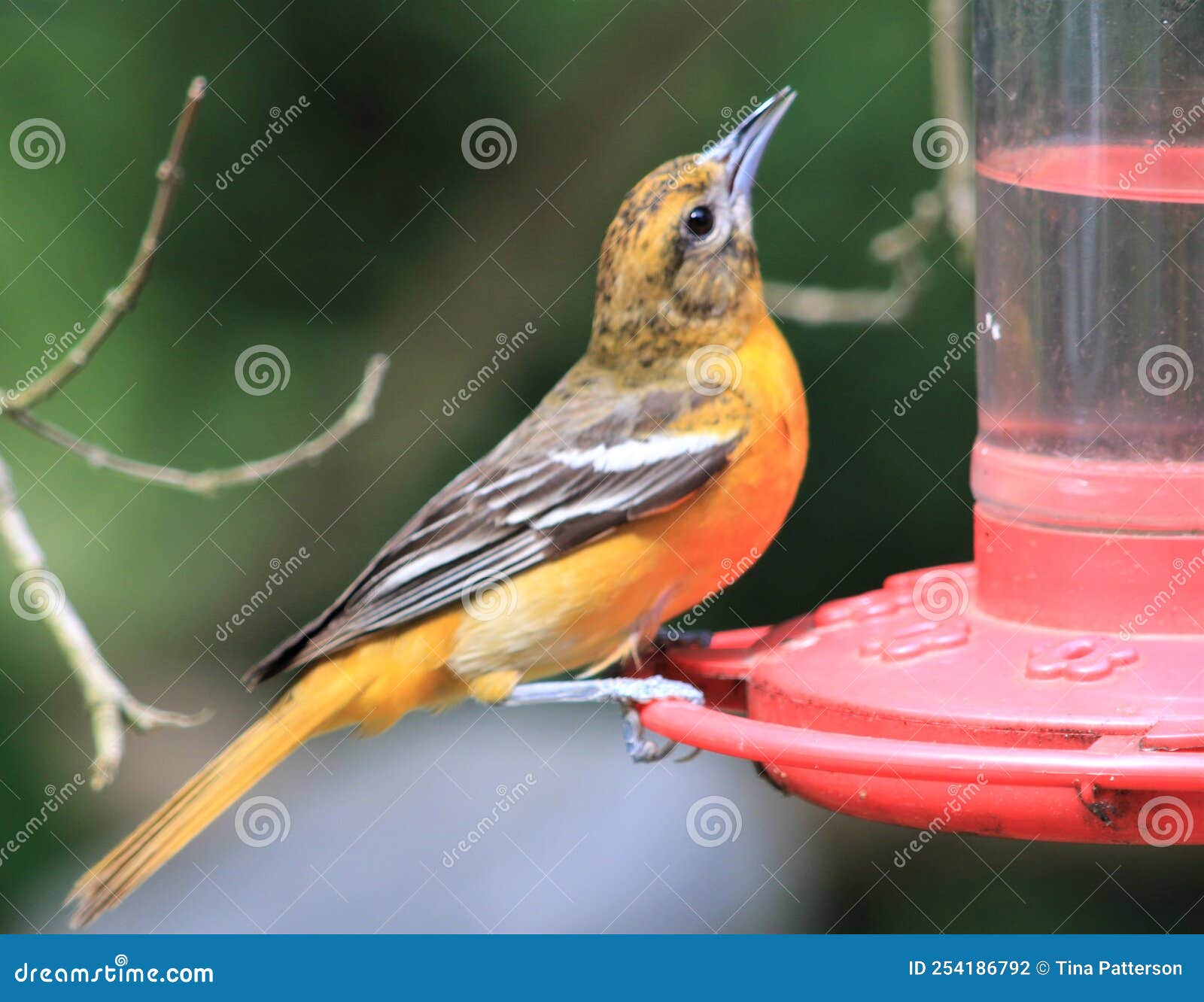 Beautiful Oriole stock photo. Image of birds, wolf, wildlife - 254186792