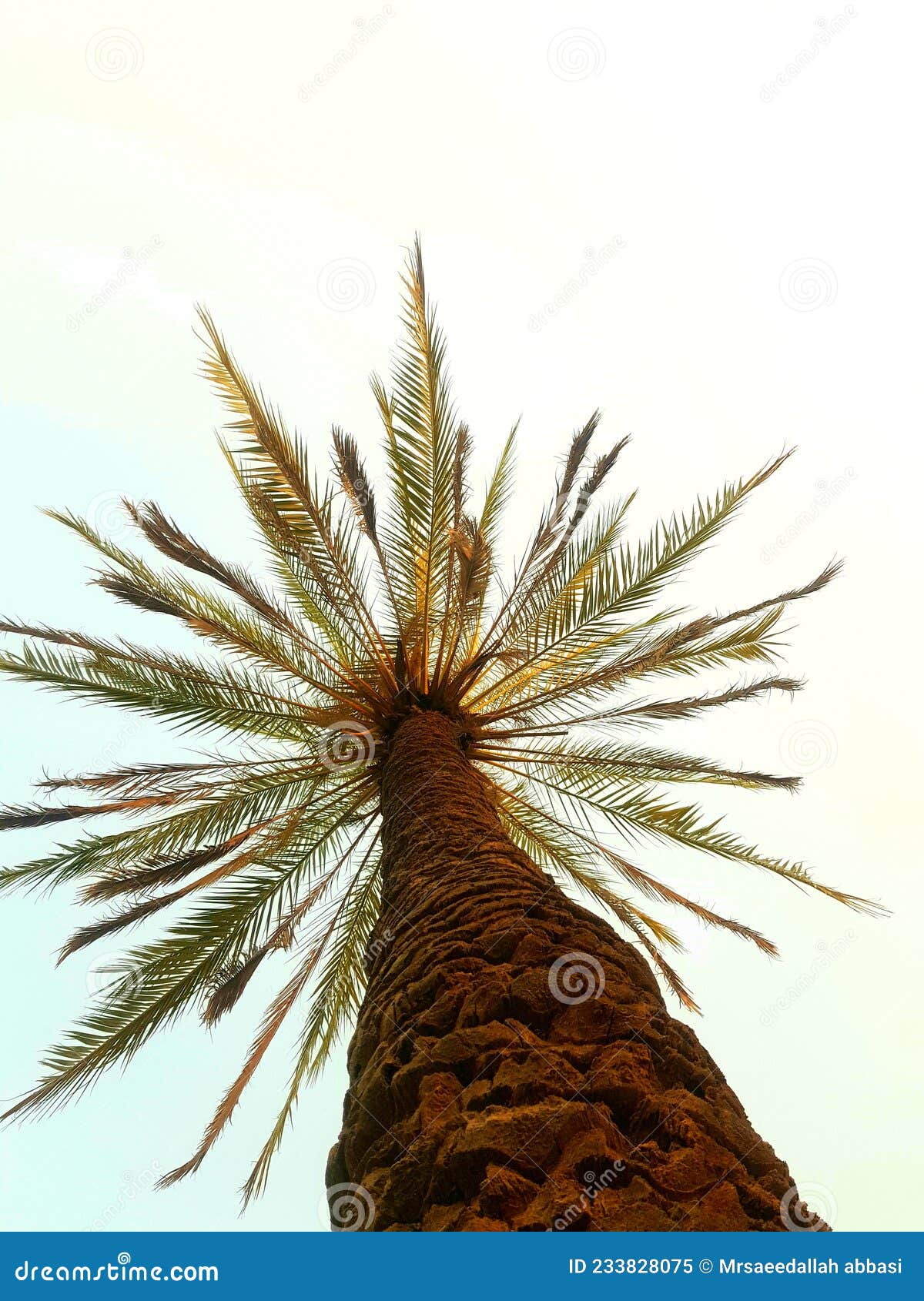 Rare Palm Tree - Singapore Botanical Gardens Stock Image ...