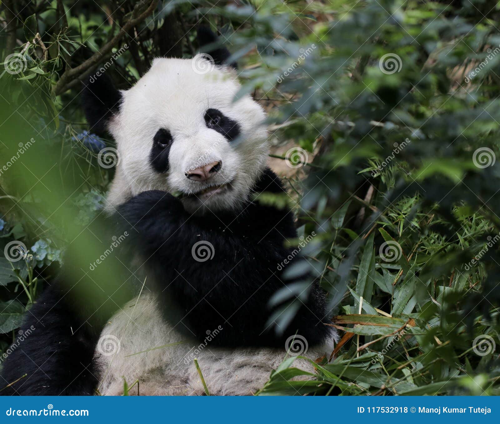 Rare panda stock photo. Image of rare, endangered, china - 117532918