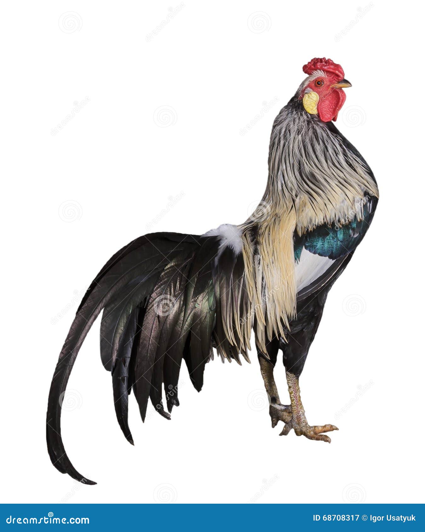 Rare Phoenix Breed Rooster Chicken Stock Image - Image of rooster ...