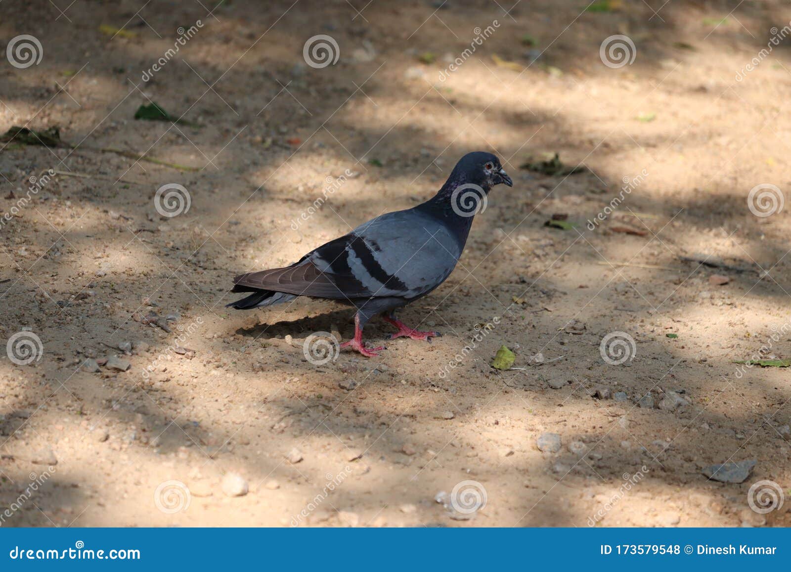 Thar Dove On Wire Royalty-Free Stock Photo | CartoonDealer.com #173580111