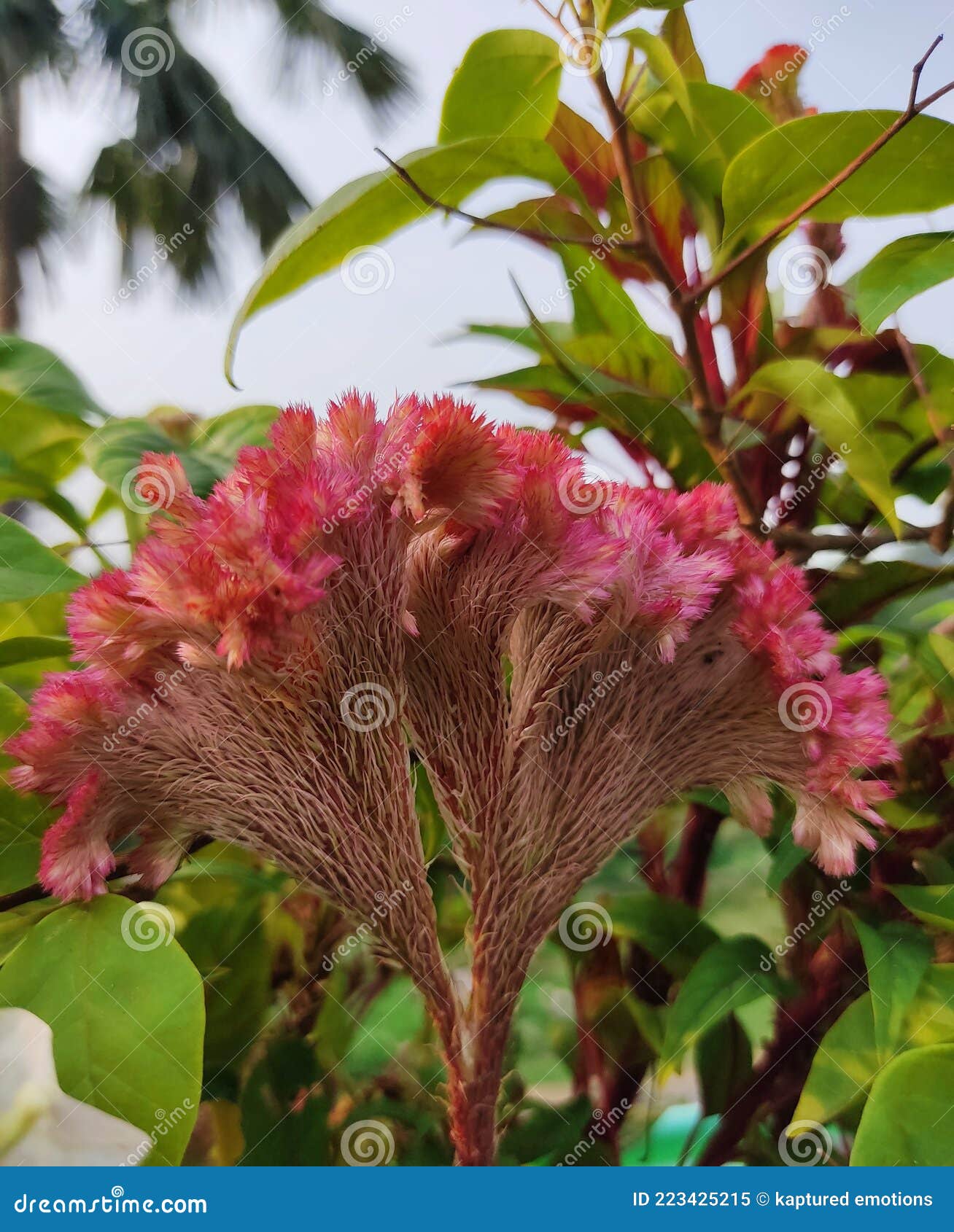 Rare pink color flower stock image. Image of plant, pink - 223425215