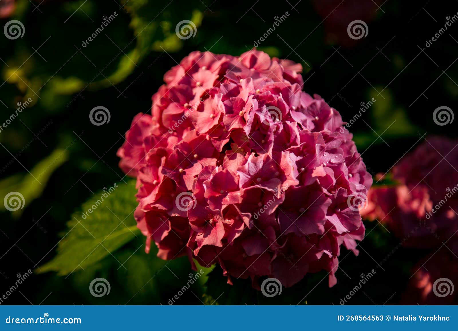 Rare,pink Hydrangea Flowers,close-up Stock Image - Image of flowers ...
